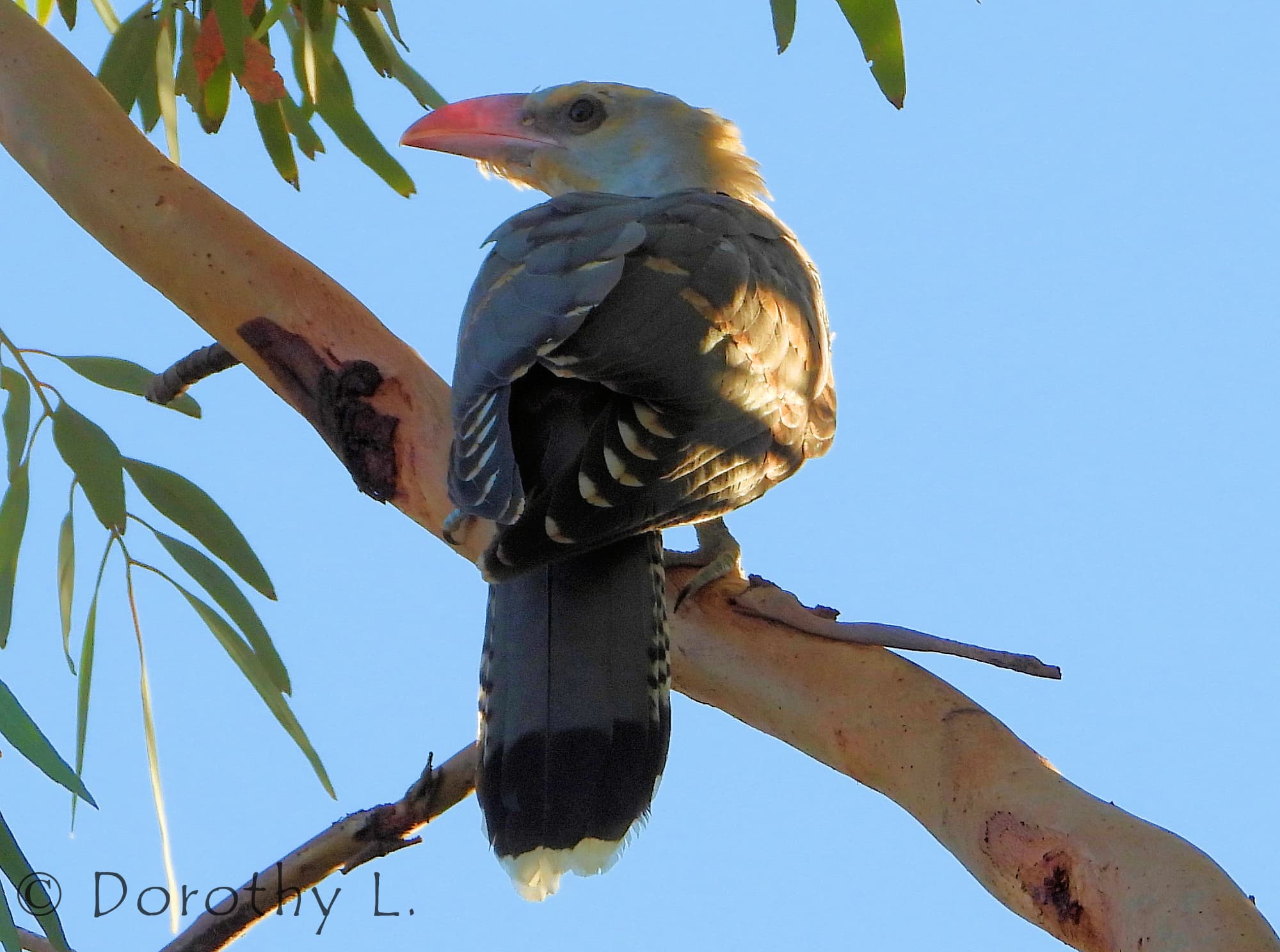 Channel-billed Cuckoo – Ausemade