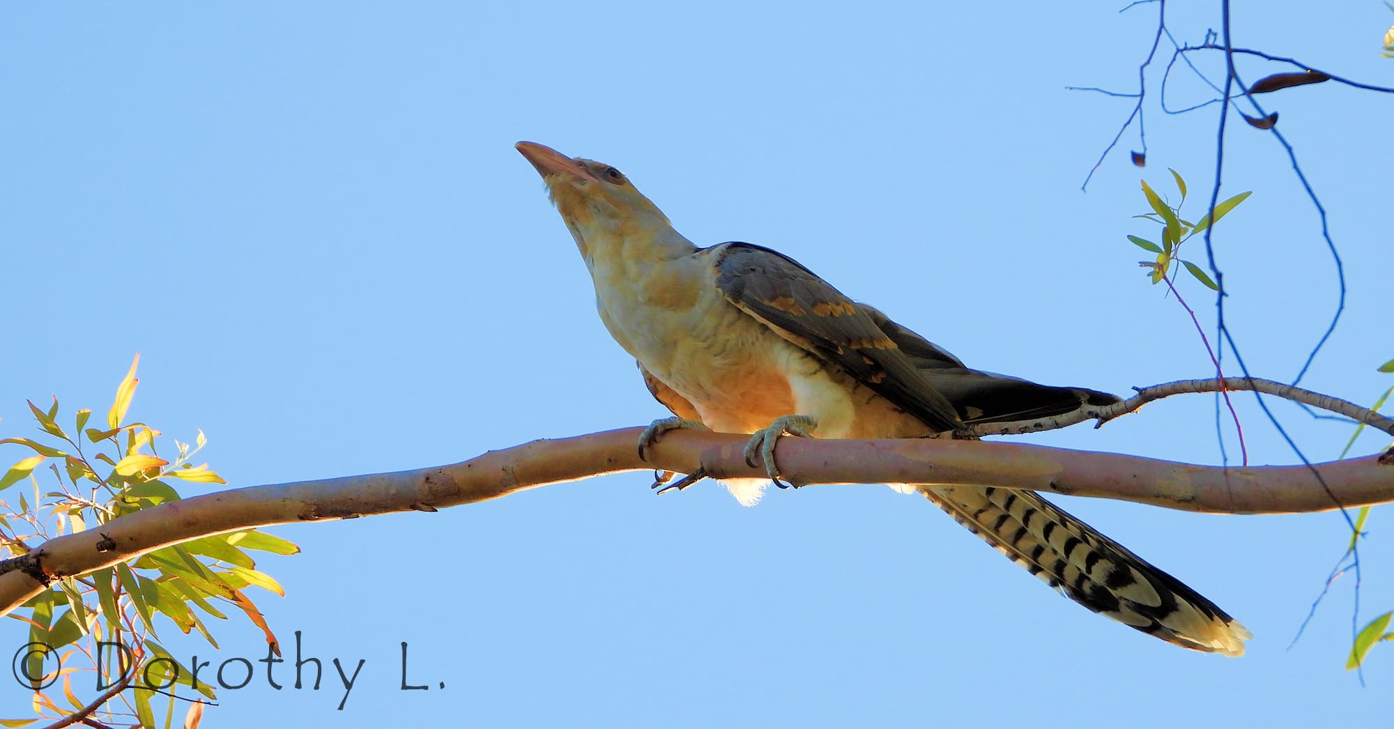 Channel-billed Cuckoo – Ausemade