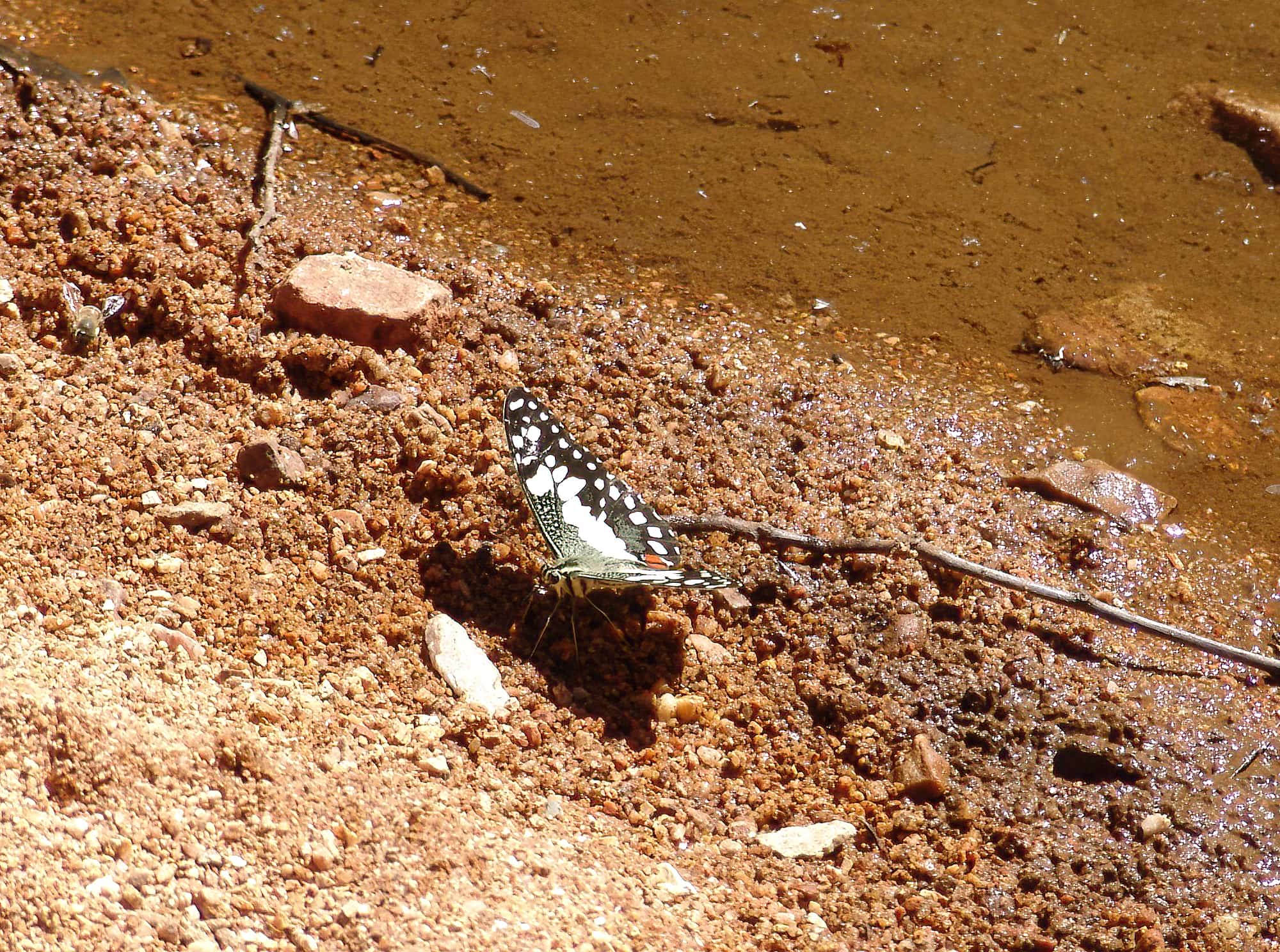 Chequered Swallowtail Butterfly – Ausemade