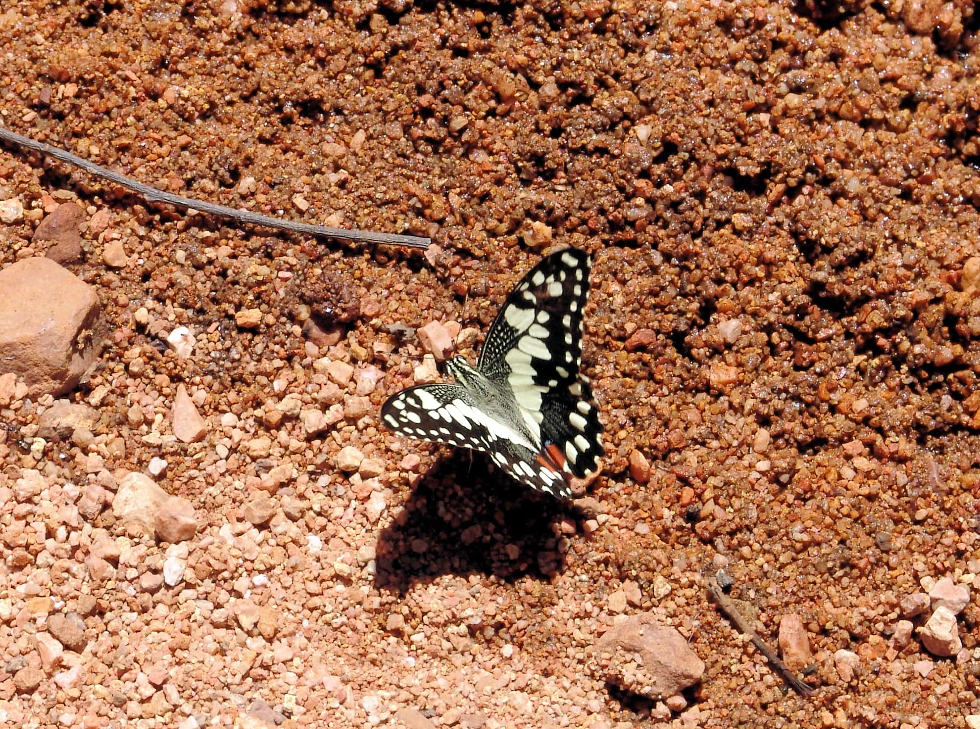 Chequered Swallowtail Butterfly – Ausemade