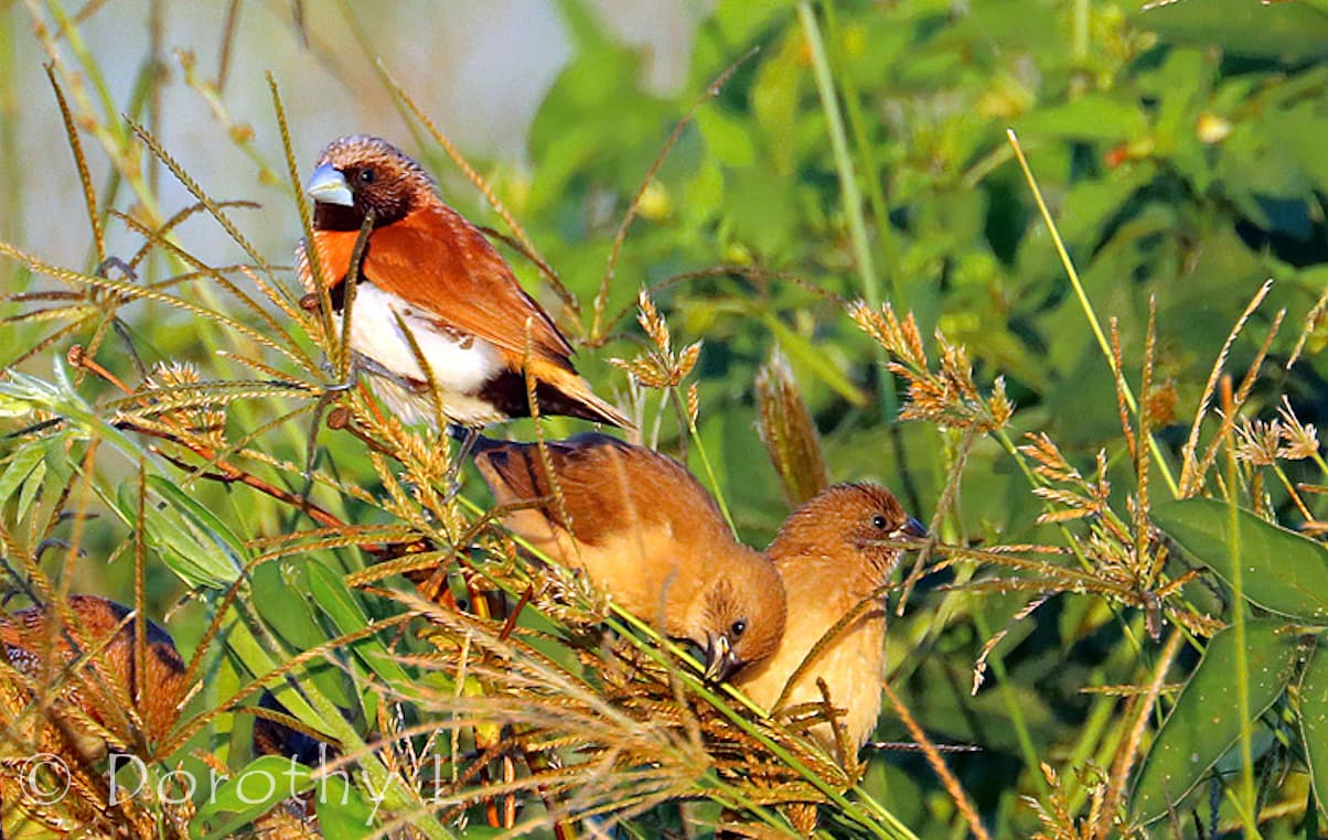 Chestnut-breasted Mannikin – Ausemade