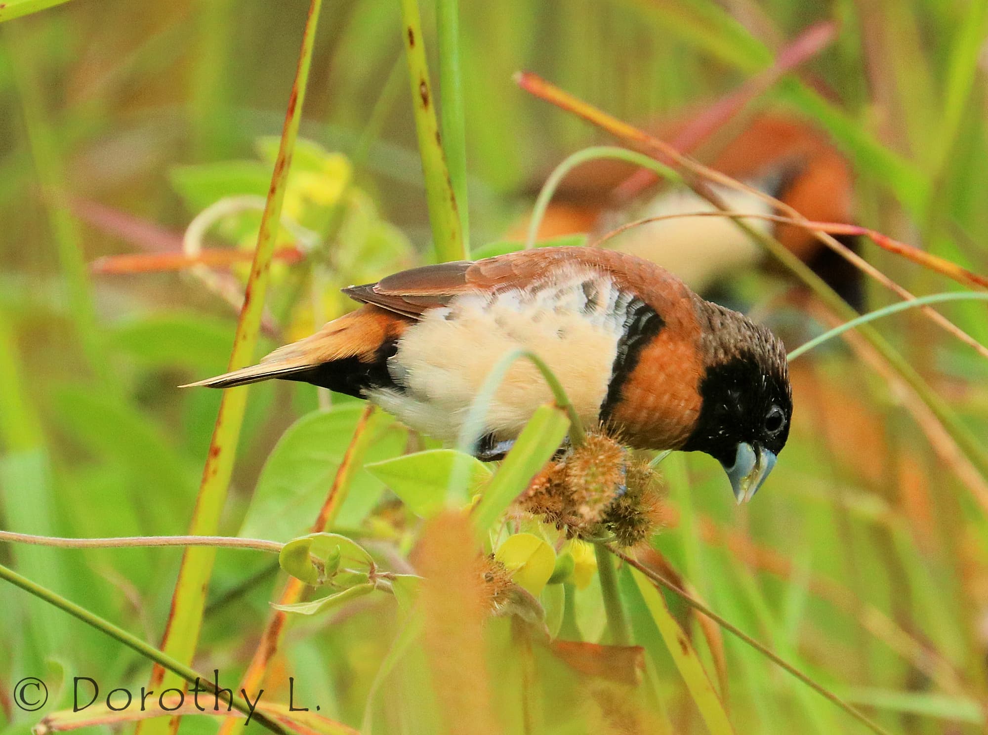 Chestnut-breasted Mannikin – Ausemade