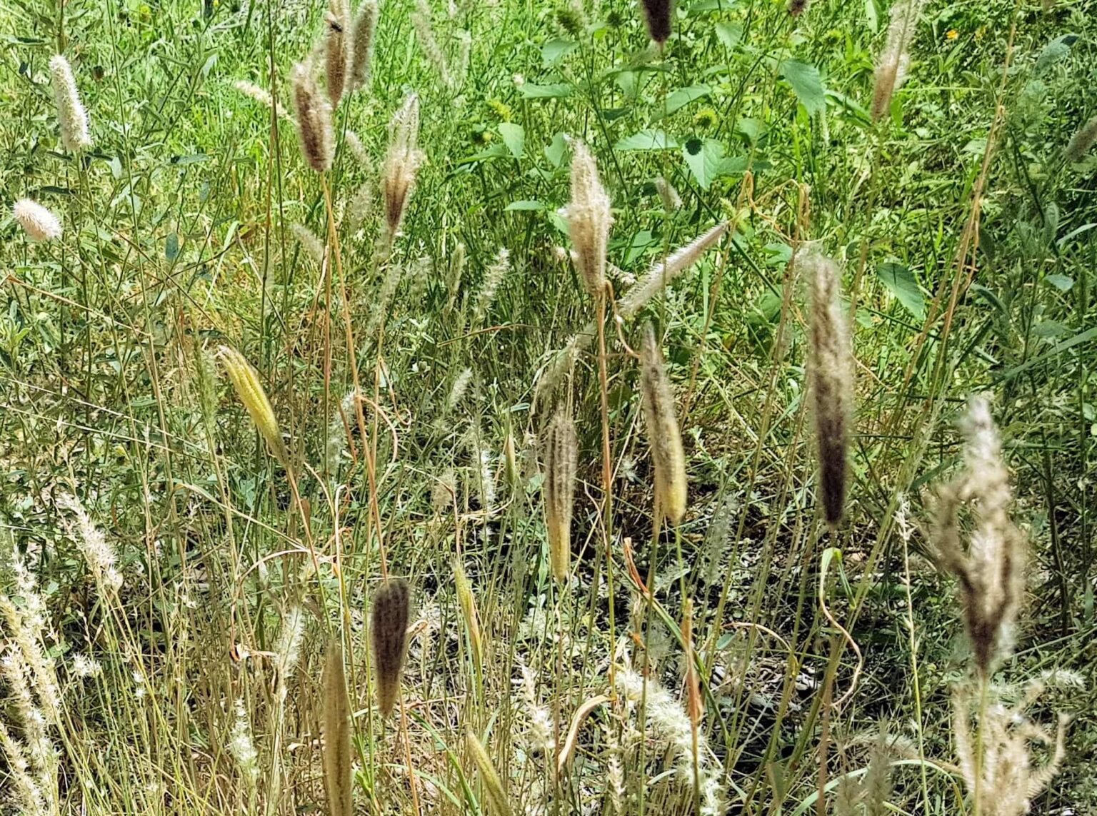 Finger Grass (Chloris barbata) – Ausemade