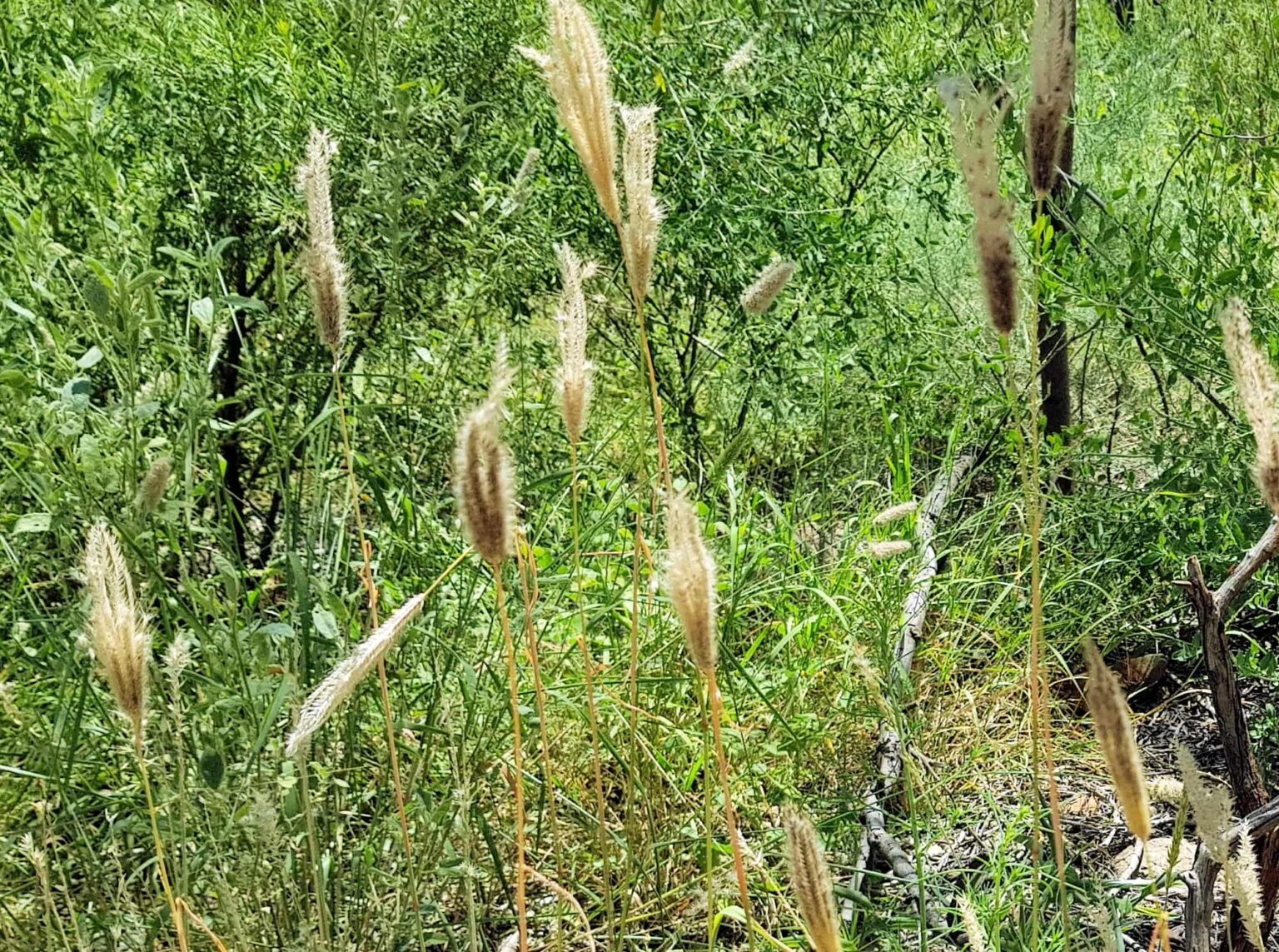 Finger Grass (Chloris barbata) – Ausemade