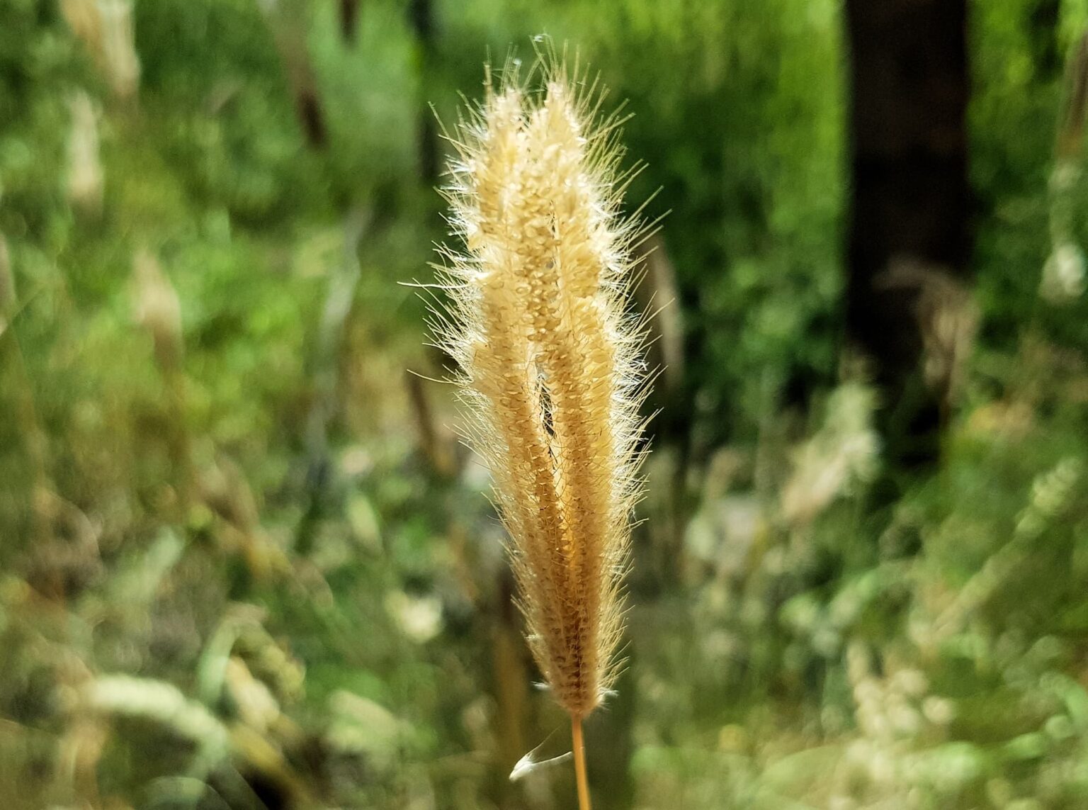 Finger Grass (Chloris barbata) – Ausemade