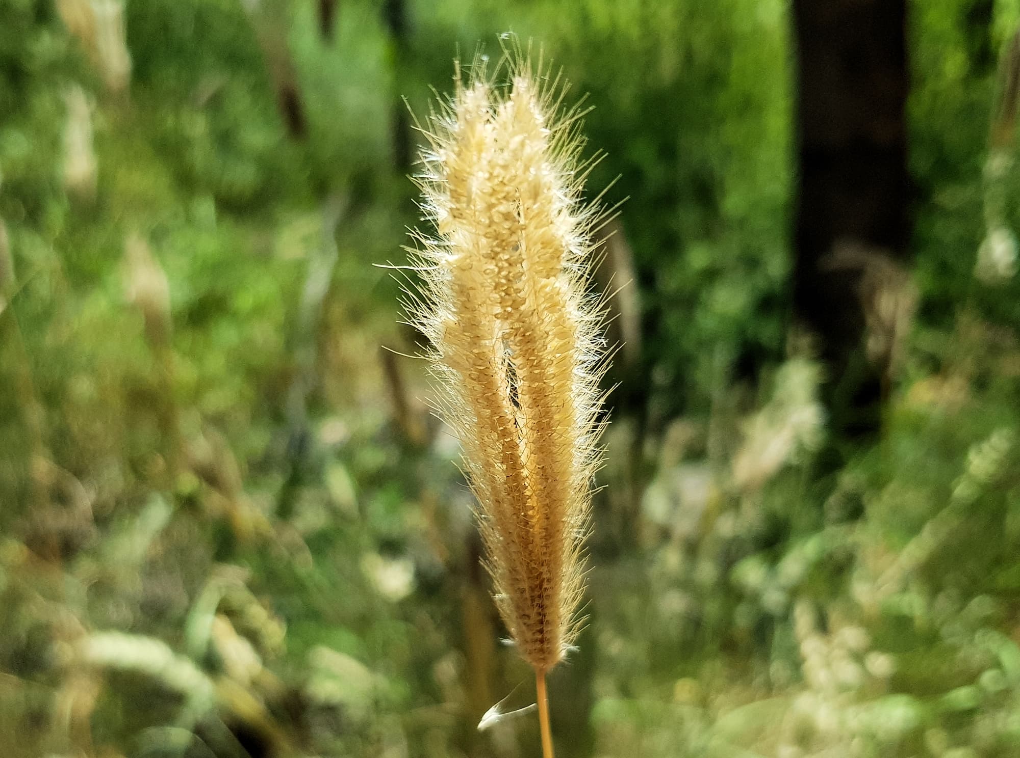 Finger Grass (Chloris barbata) – Ausemade