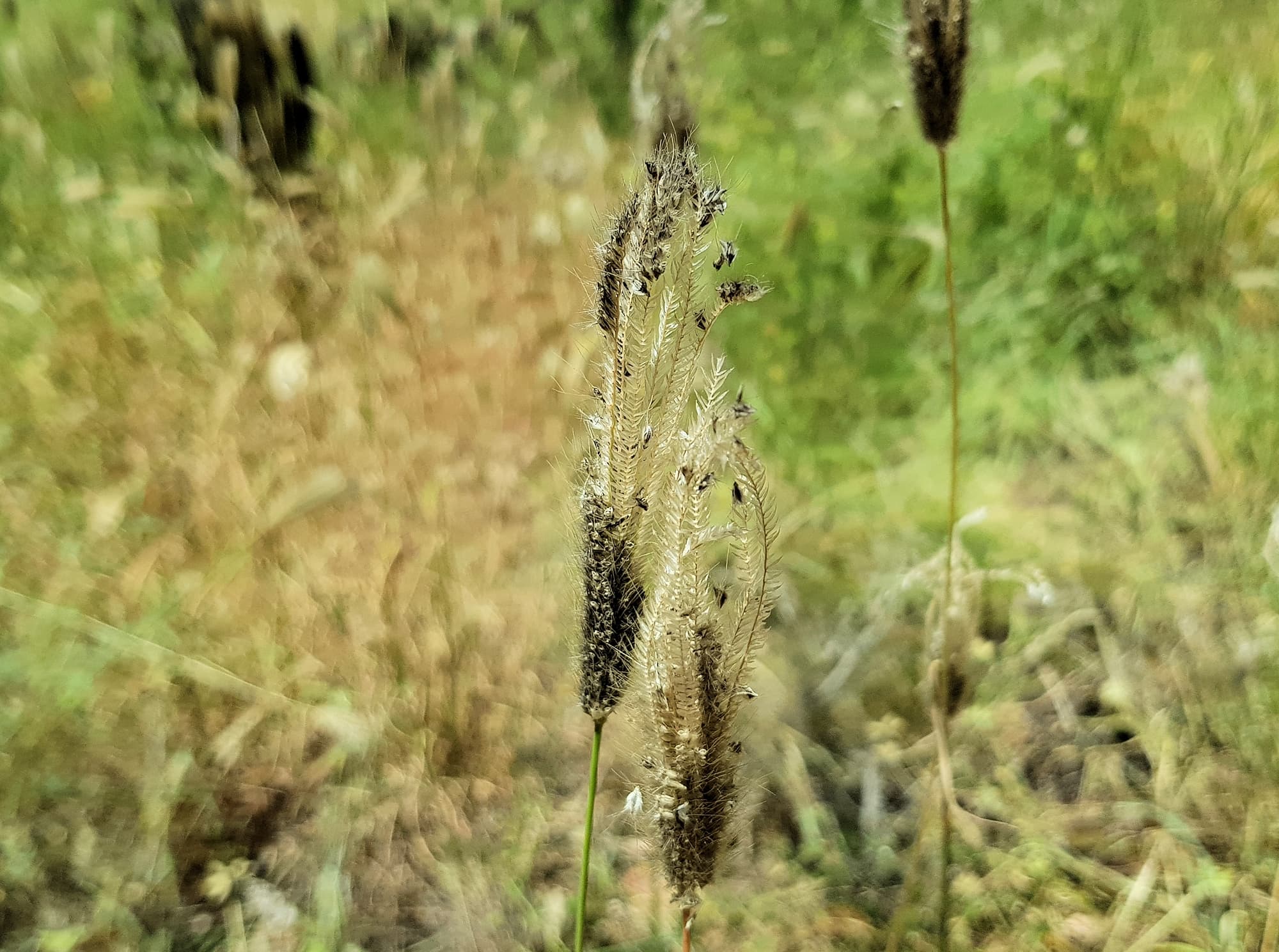 Finger Grass (Chloris barbata) – Ausemade