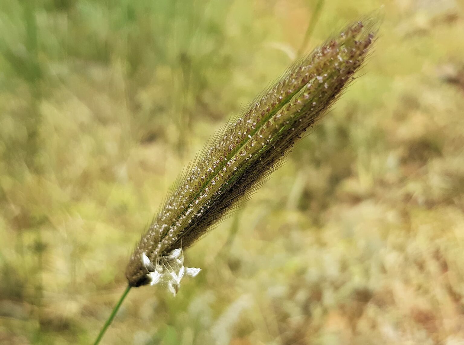 Finger Grass (Chloris barbata) – Ausemade