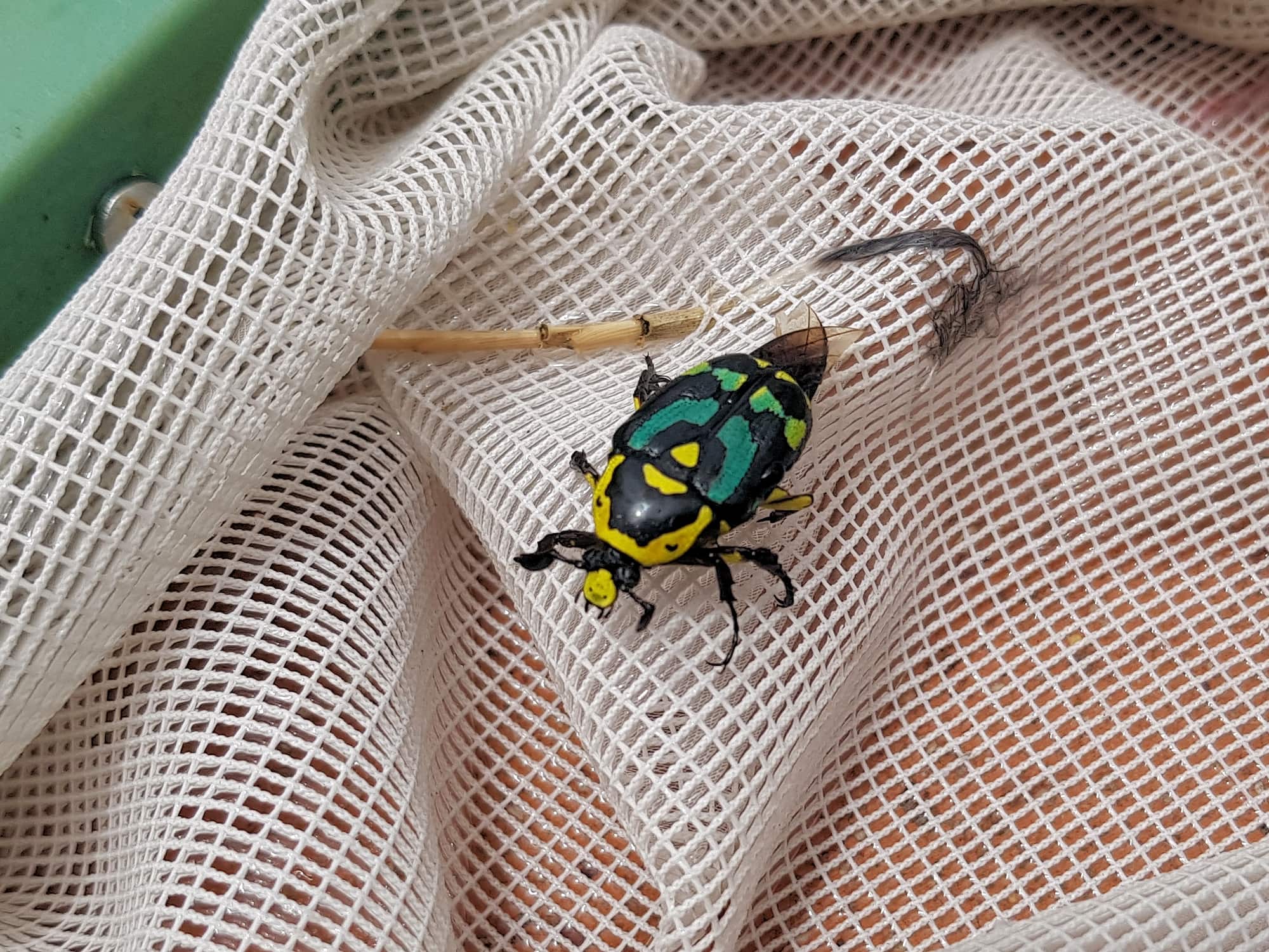 Chlorobapta frontalis – Ausemade