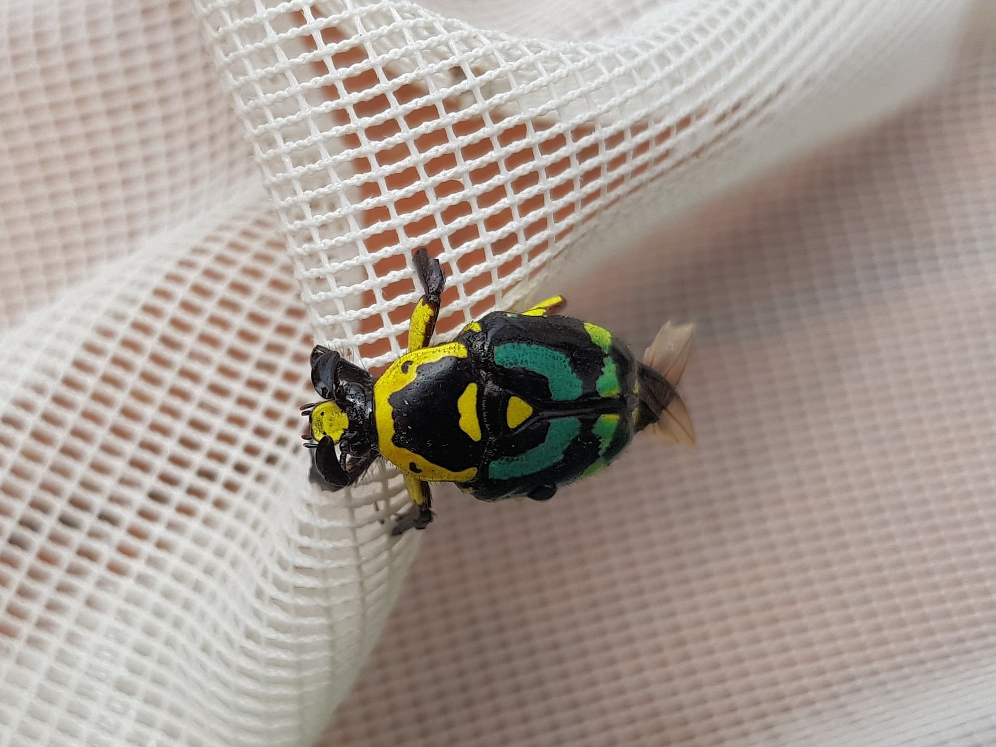 Chlorobapta frontalis – Ausemade