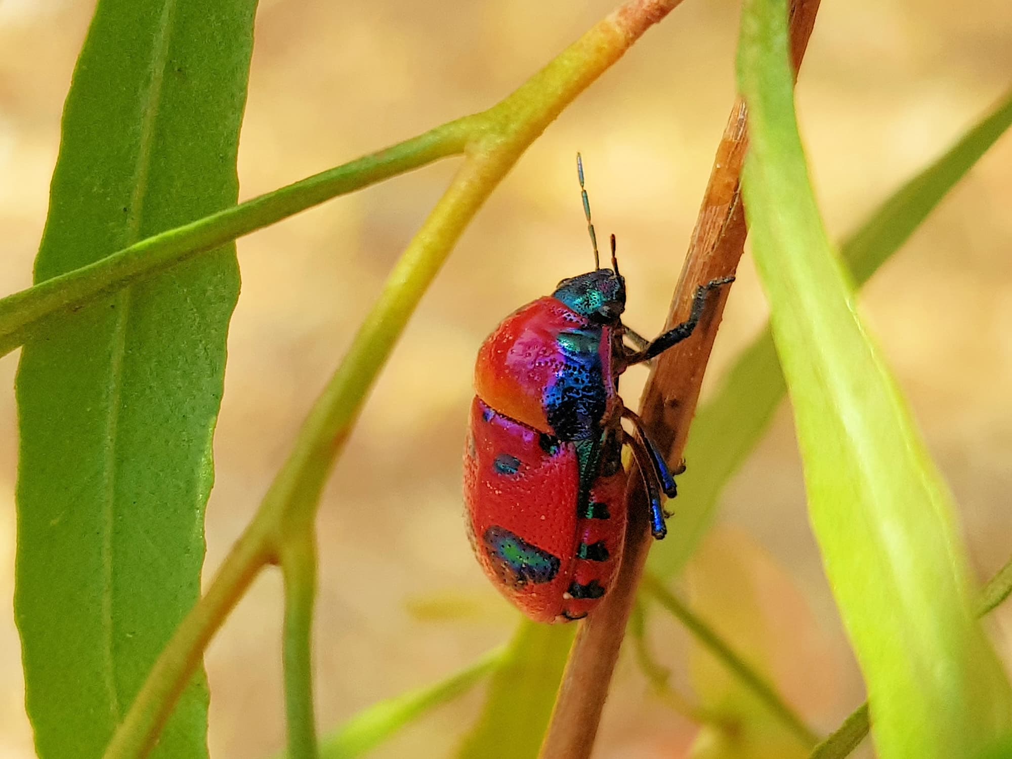 Choerocoris paganus (Red Jewel Bug) – Ausemade
