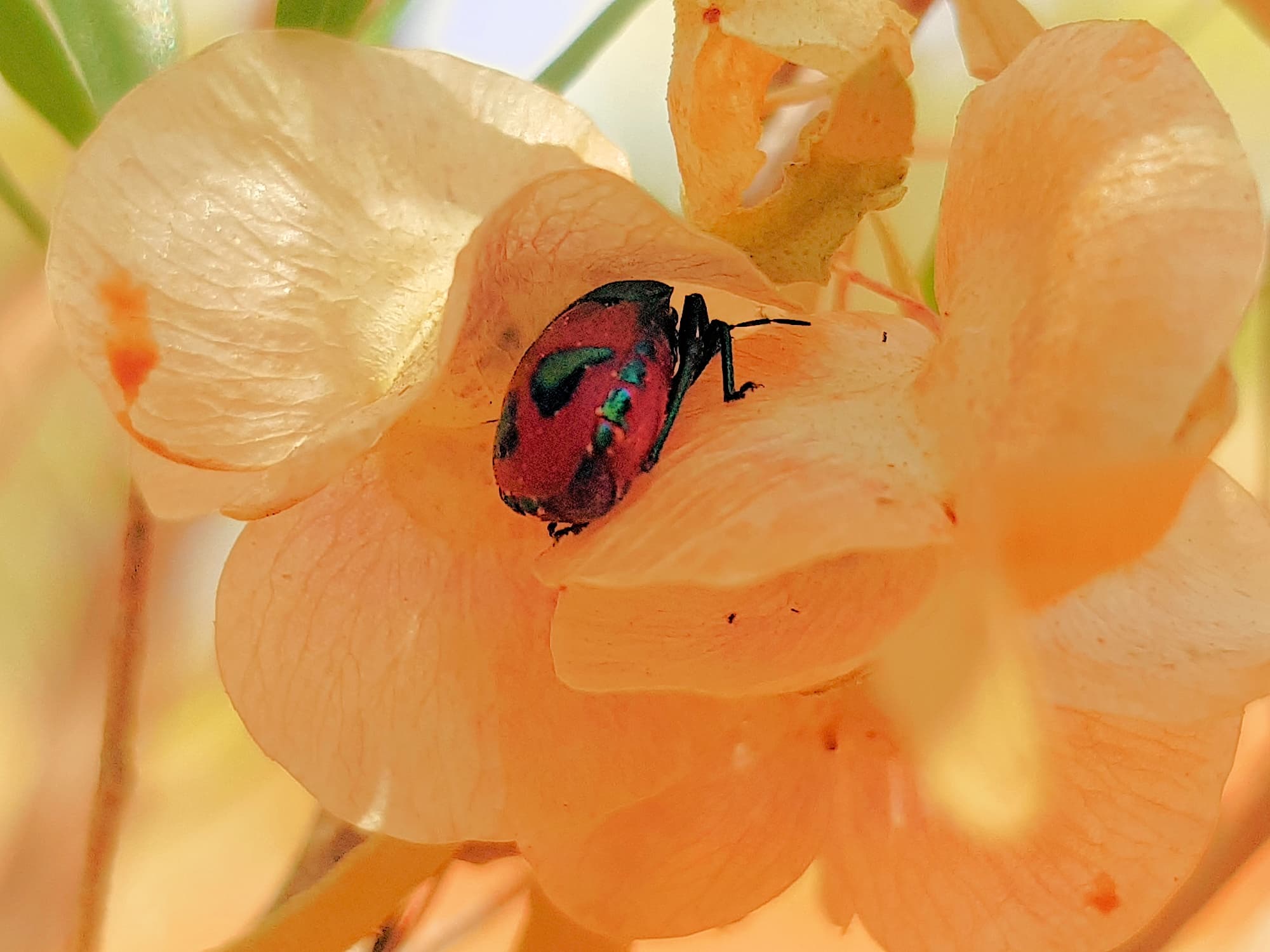 Choerocoris paganus (Red Jewel Bug) – Ausemade