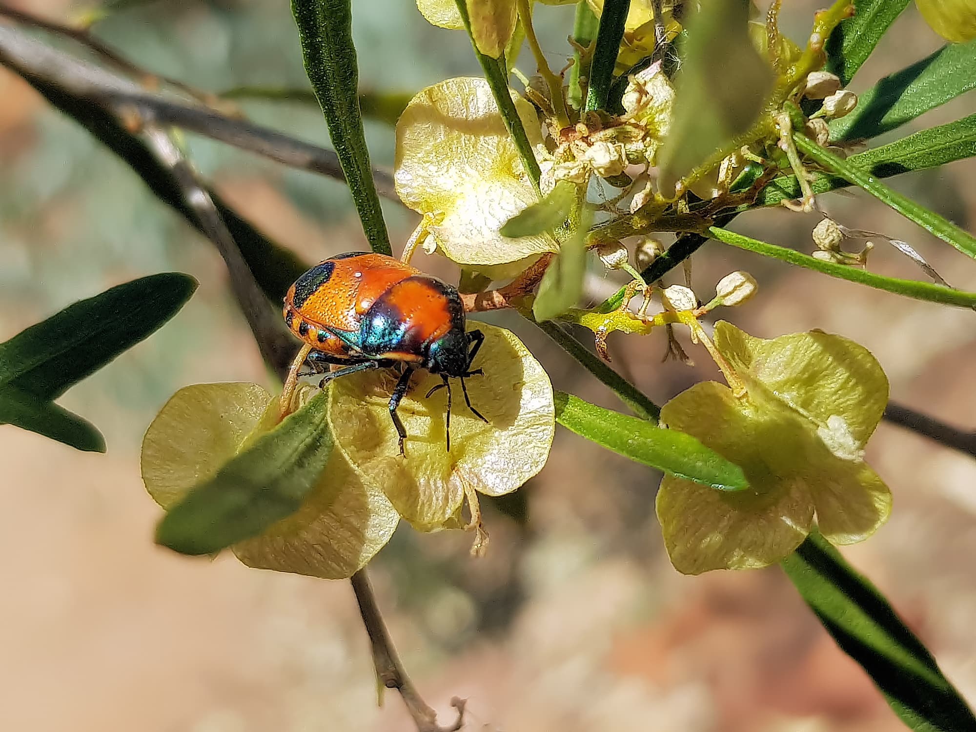 Ground Shield Bug (Choerocoris paganus) – Ausemade