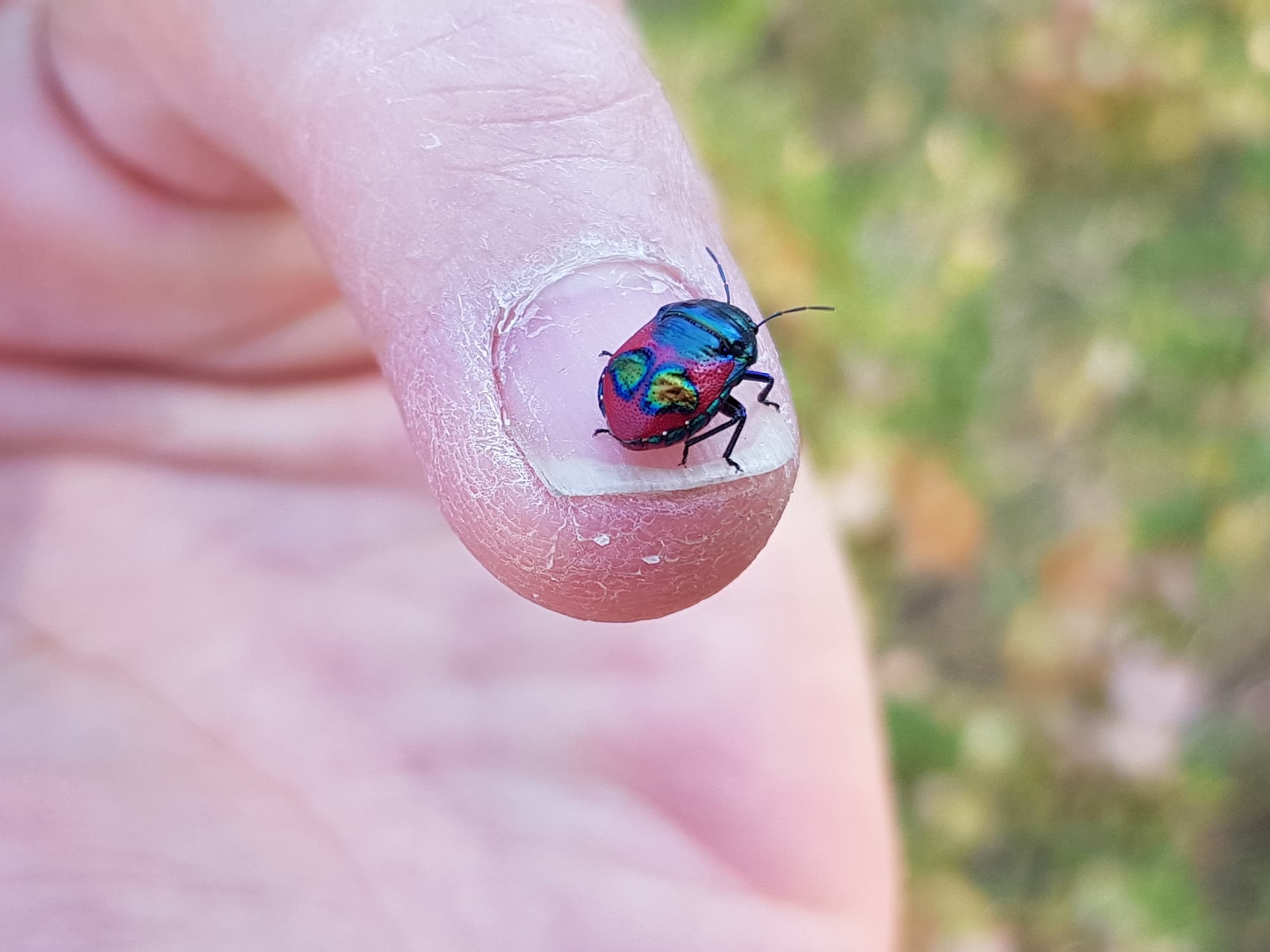 Ground Shield Bug – Ausemade