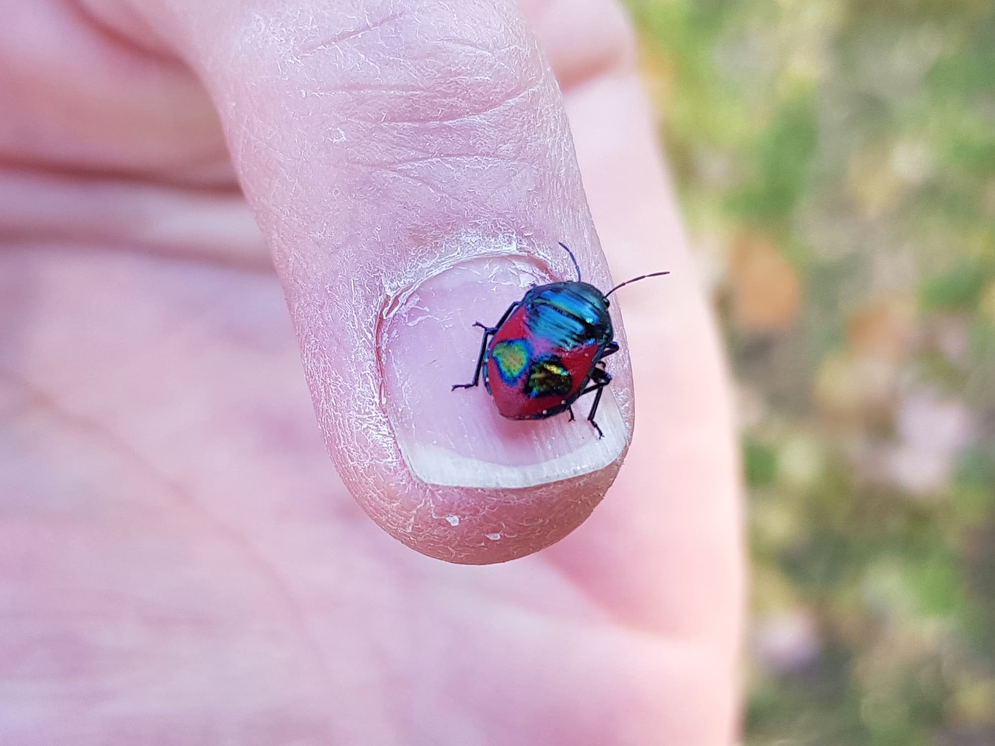 Ground Shield Bug – Ausemade