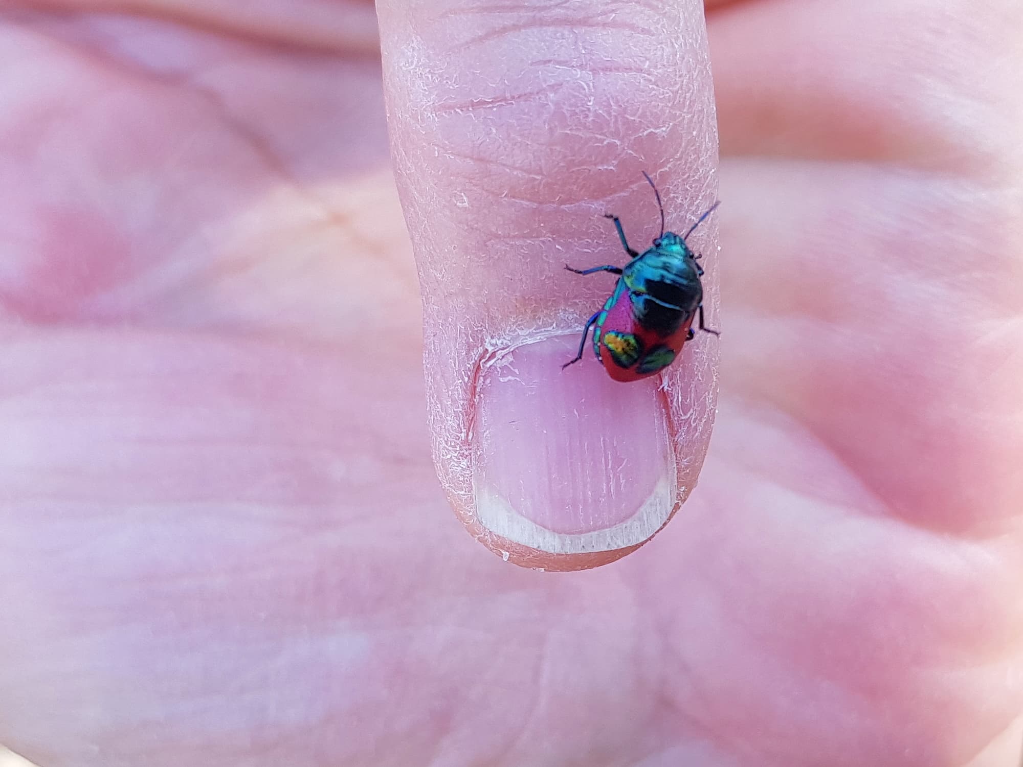 Ground Shield Bug – Ausemade