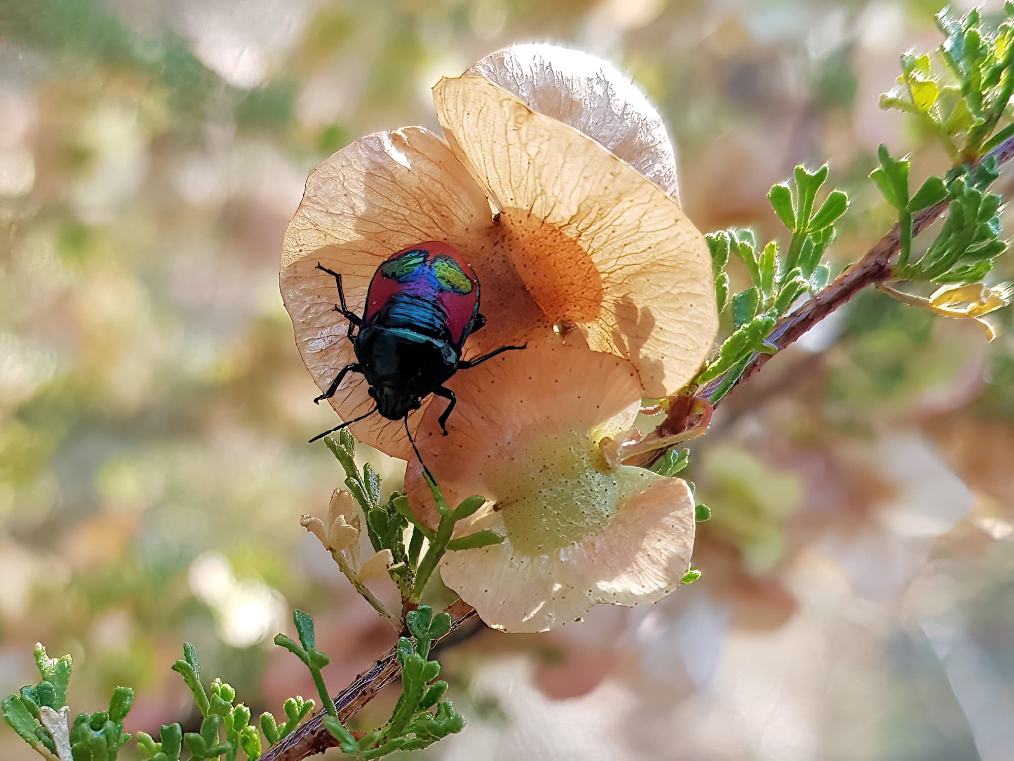 Ground Shield Bug – Ausemade