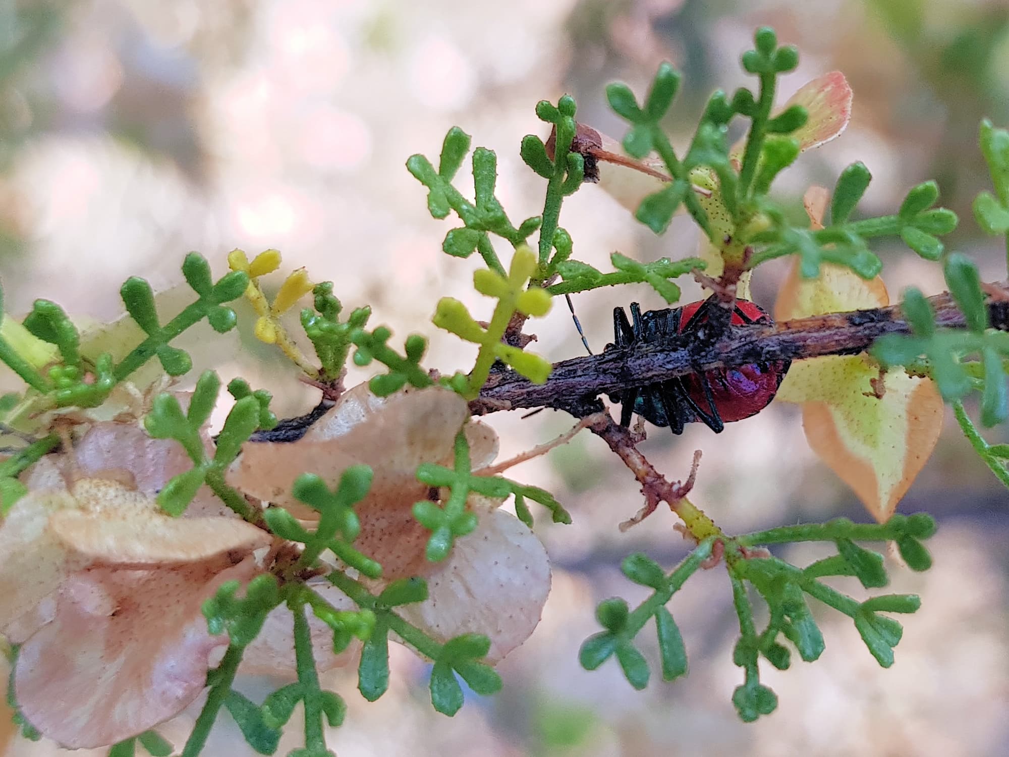 Ground Shield Bug – Ausemade