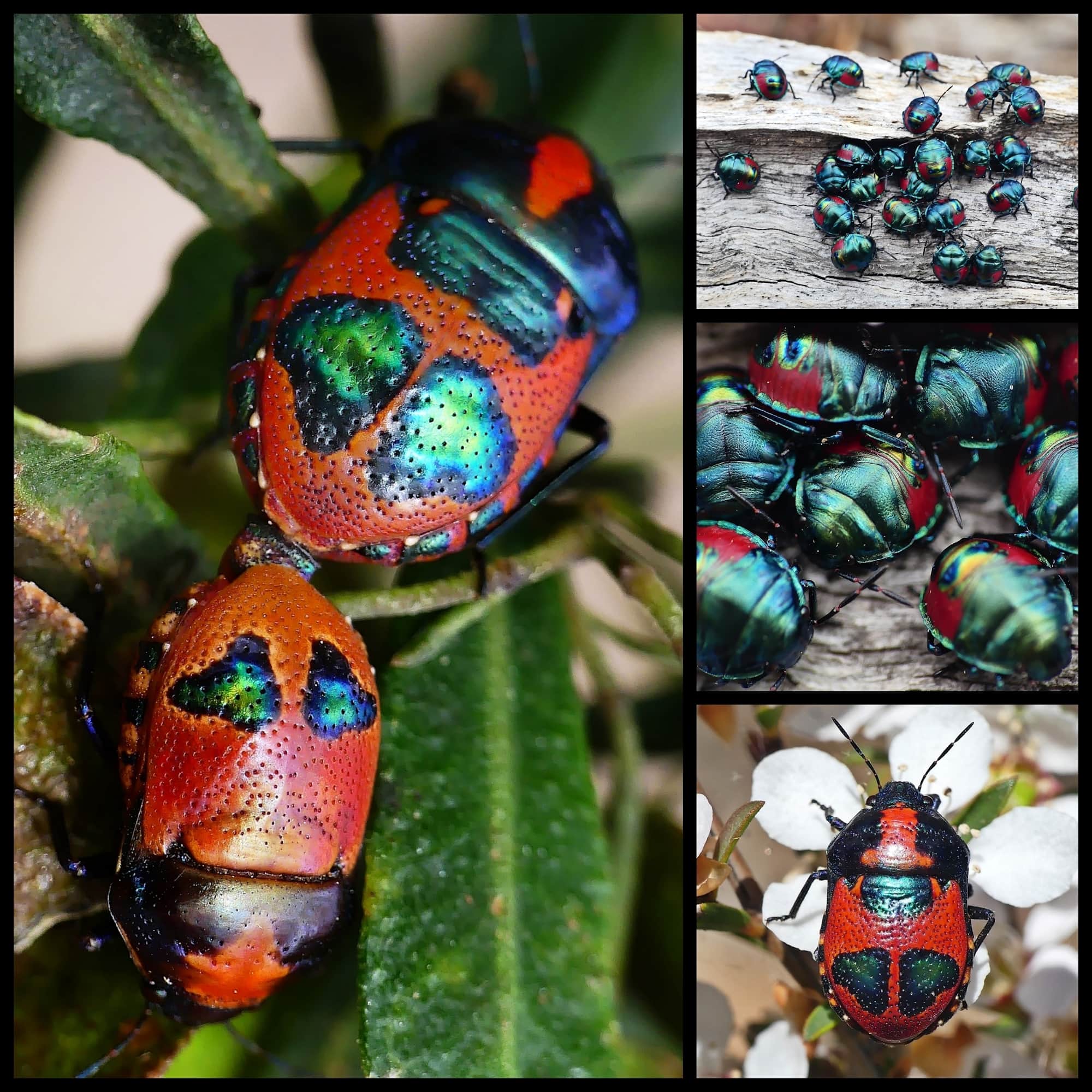 Choerocoris paganus (Red Jewel Bug) – Ausemade