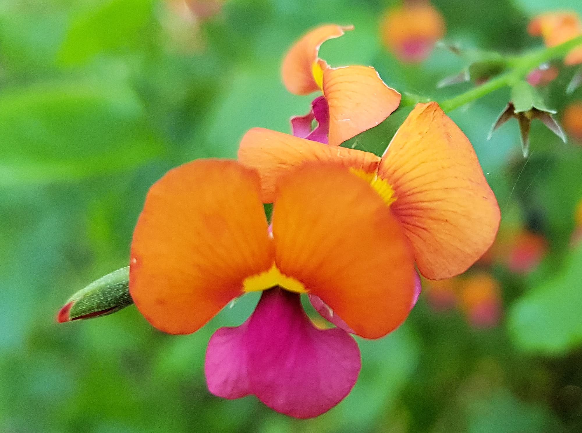 Flame Pea – Ausemade