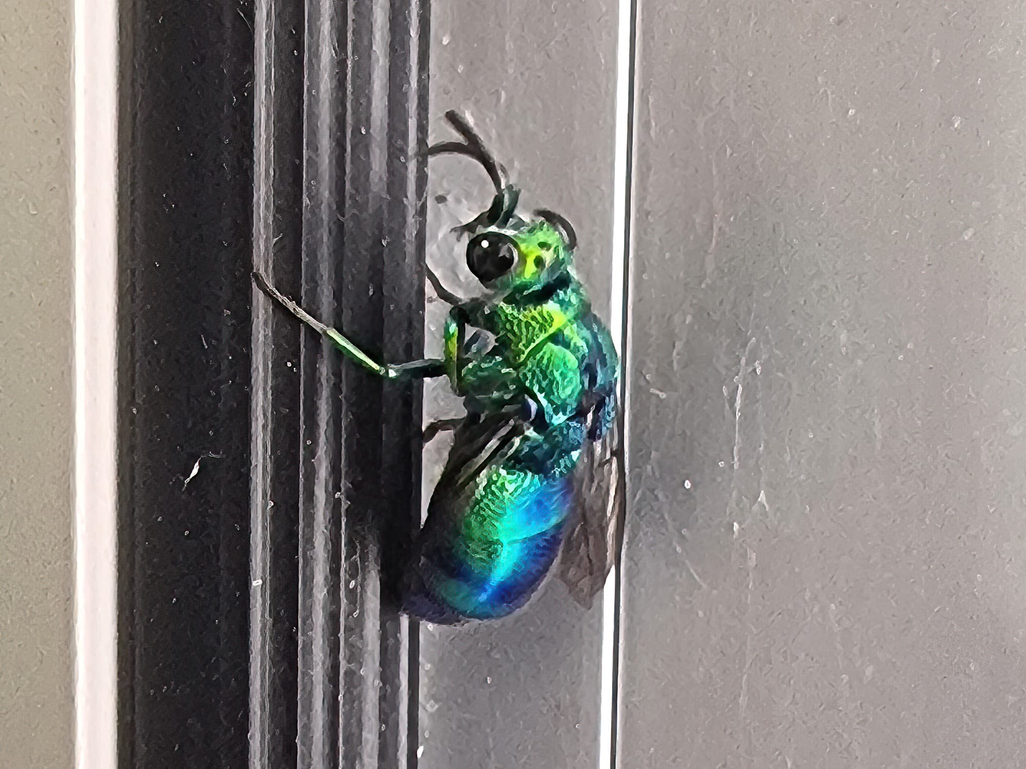 Chrysididae Cuckoo Wasp – Ausemade