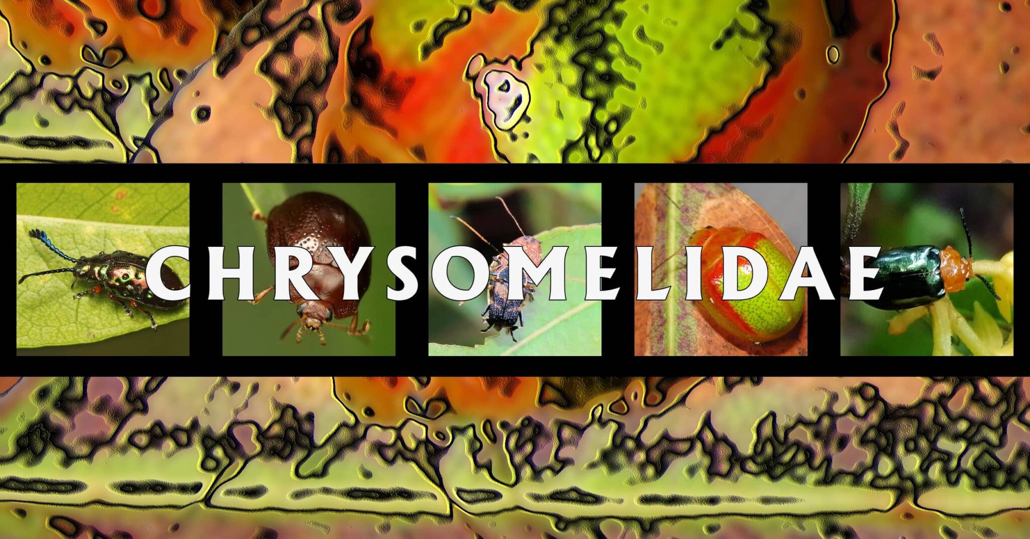 Chrysomelidae Index – Ausemade