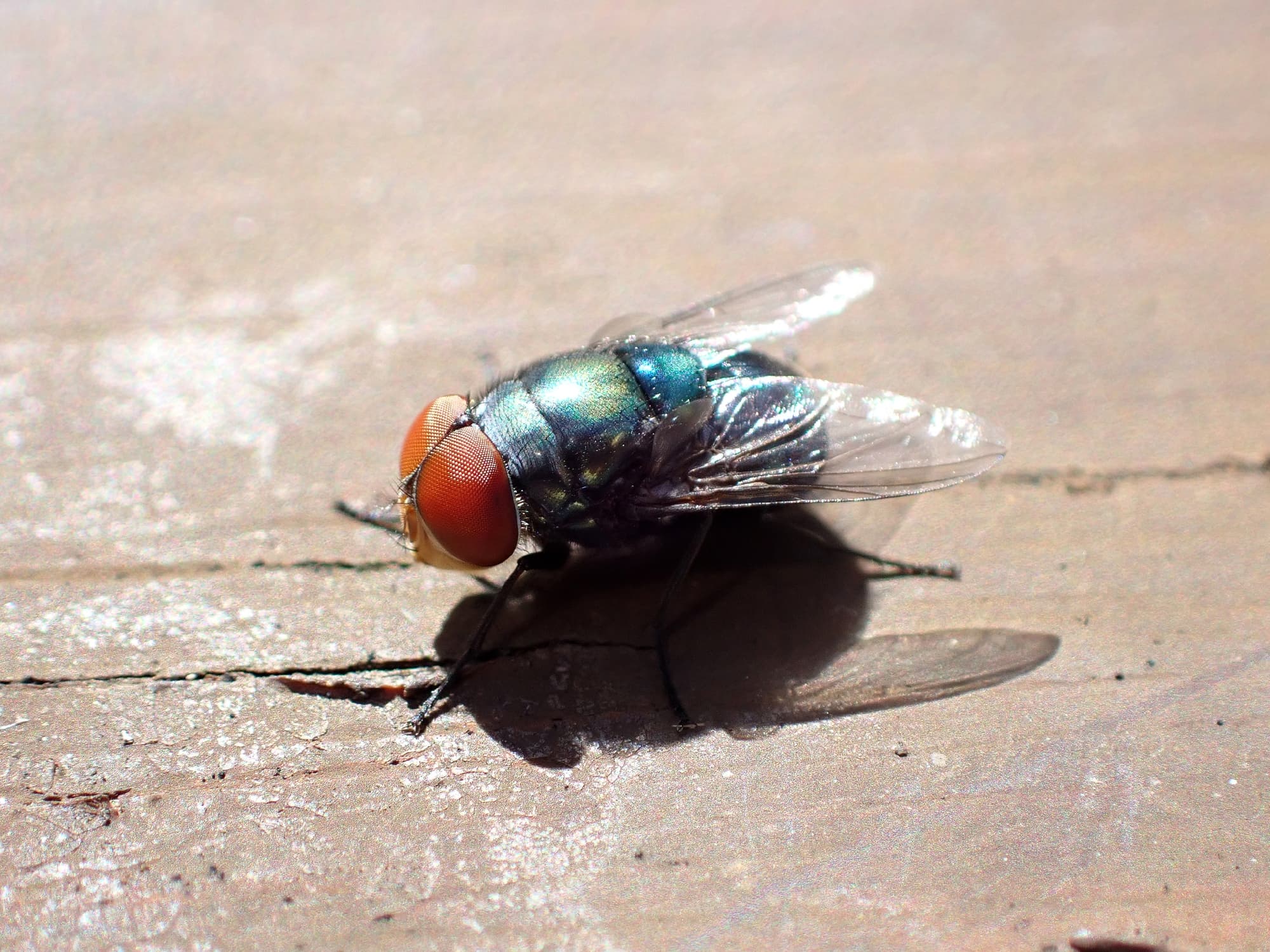 Diptera on our back deck – Ausemade