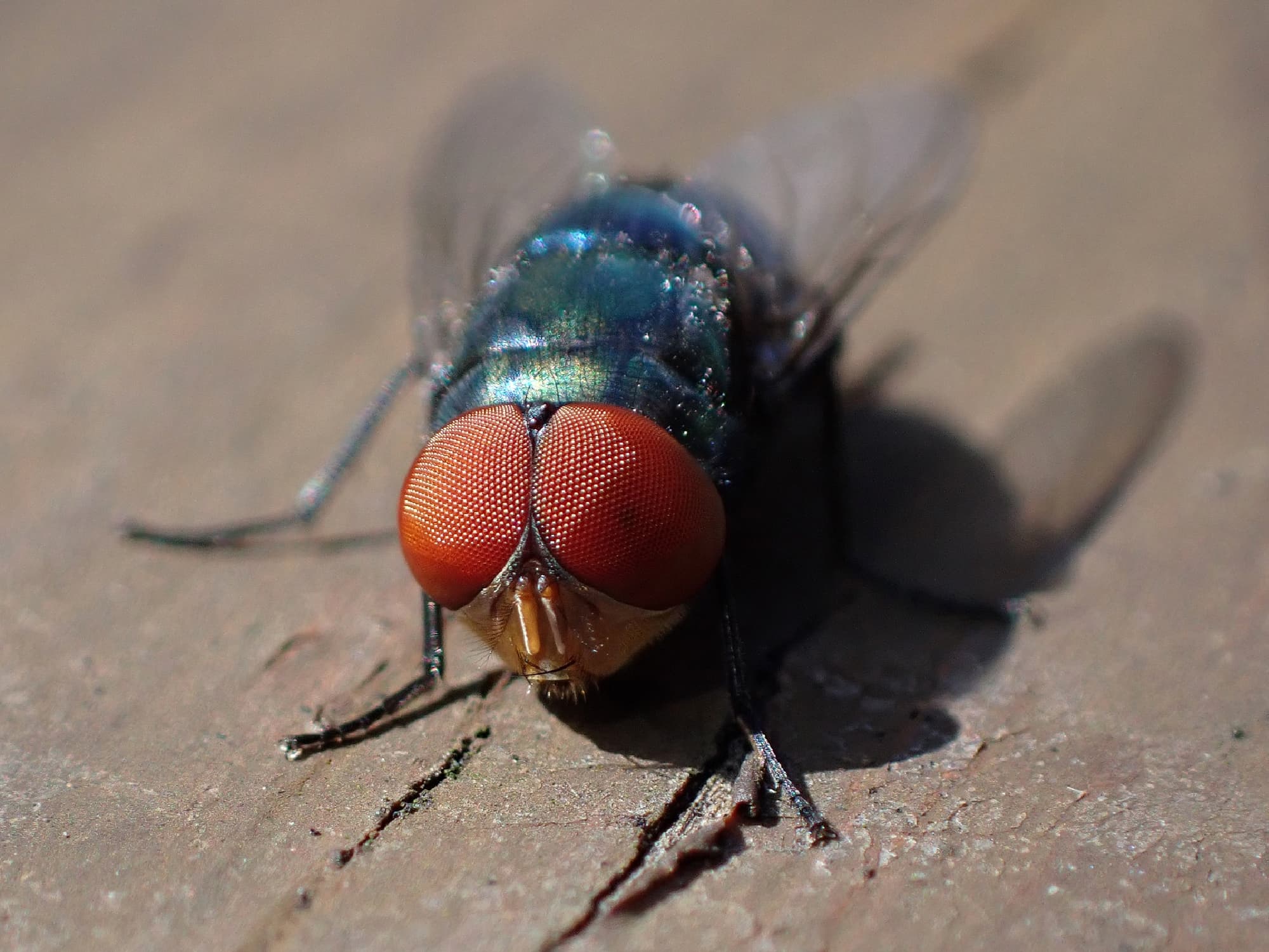 Diptera on our back deck – Ausemade