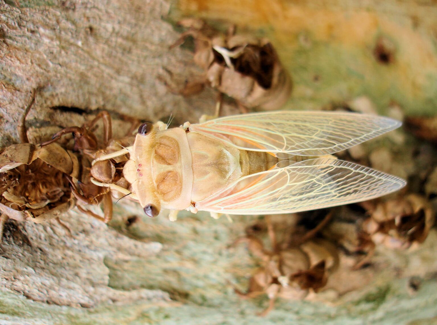 Orange Drummer (Thopha colorata) — Cicada – Ausemade