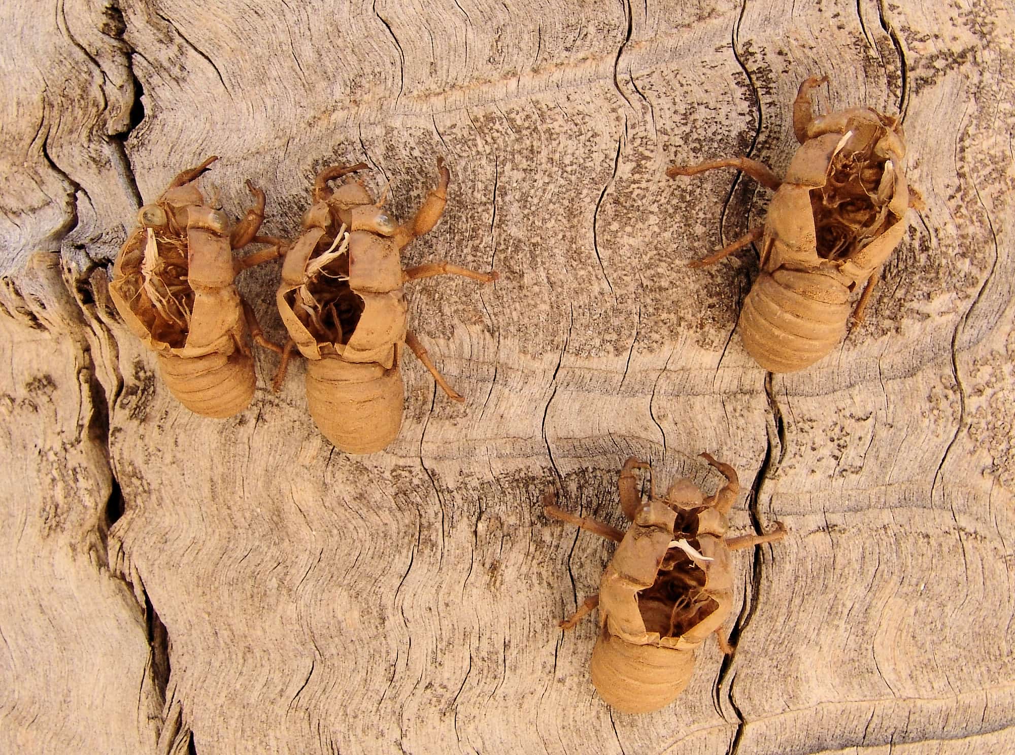 Cicada Nymph Shell Case – Ausemade