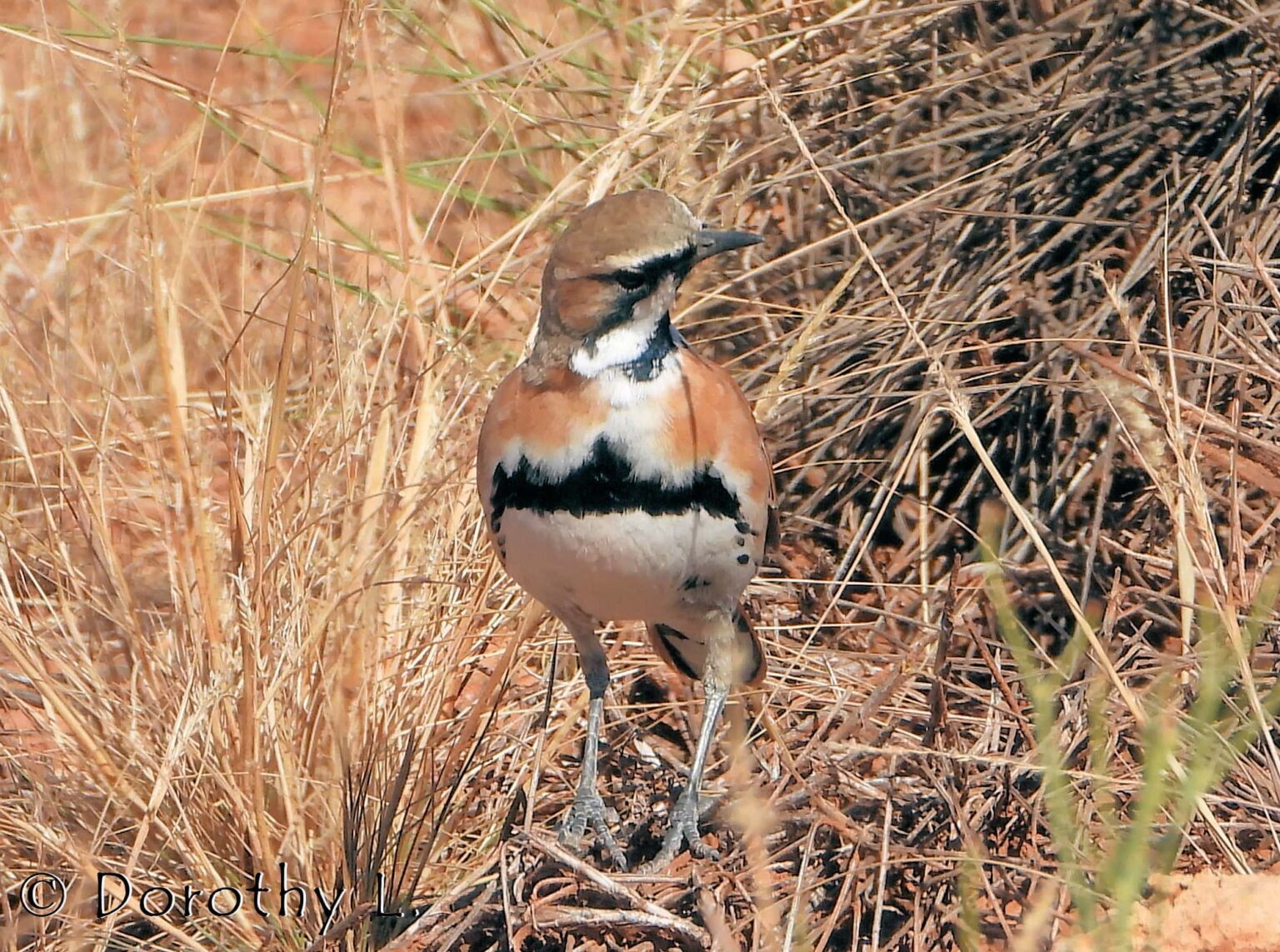 Cinnamon Quail-thrush – Ausemade