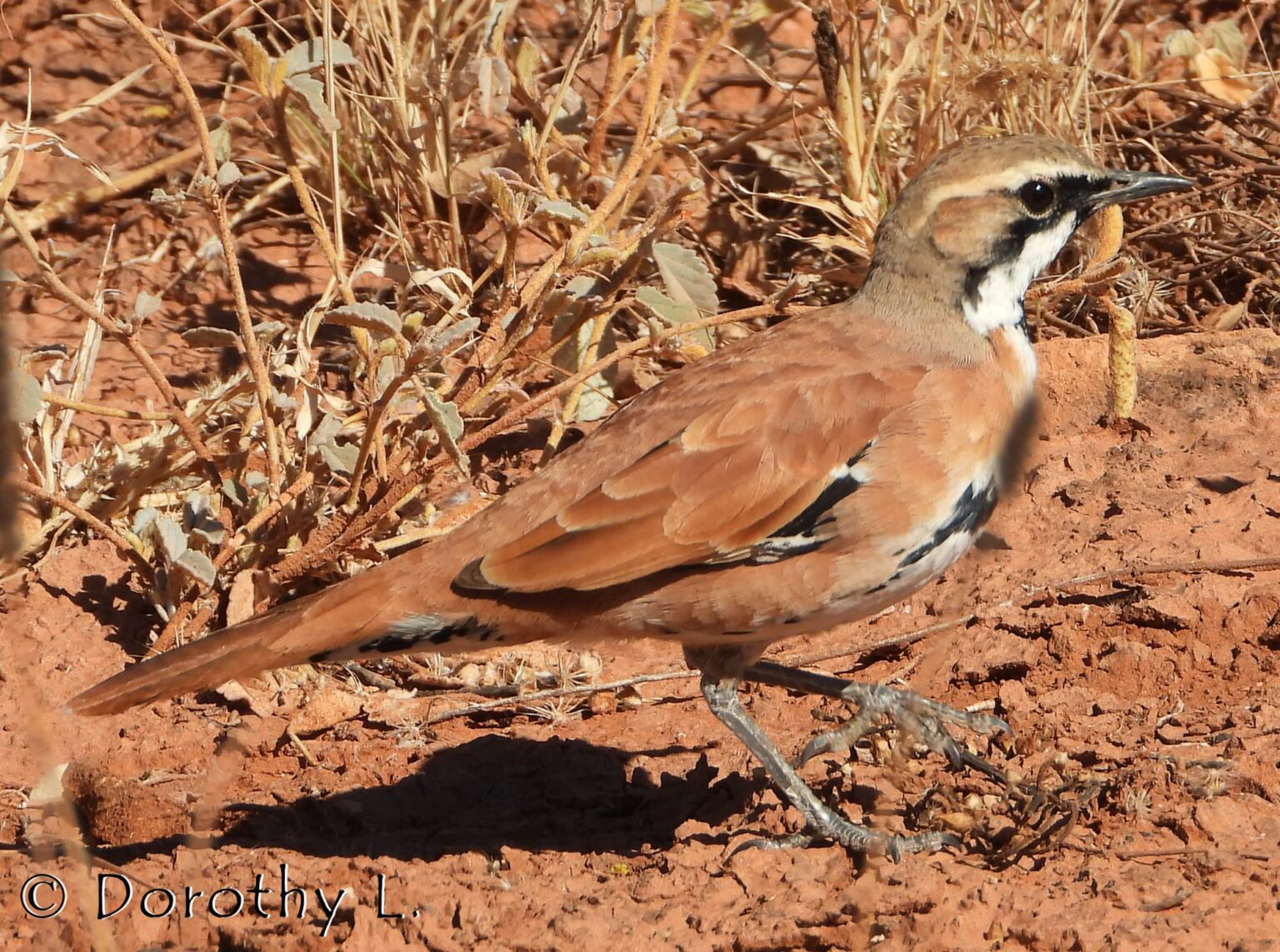 Cinnamon Quail-thrush – Ausemade