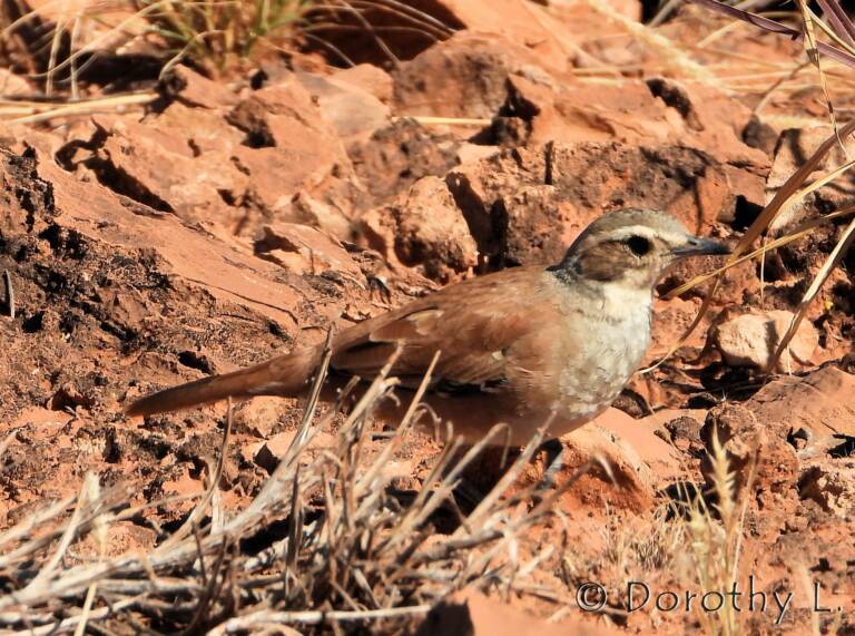 Cinnamon Quail-thrush – Ausemade