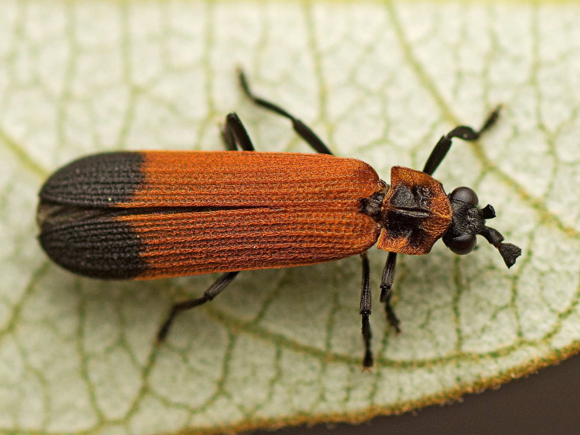 Lycidae – Ausemade