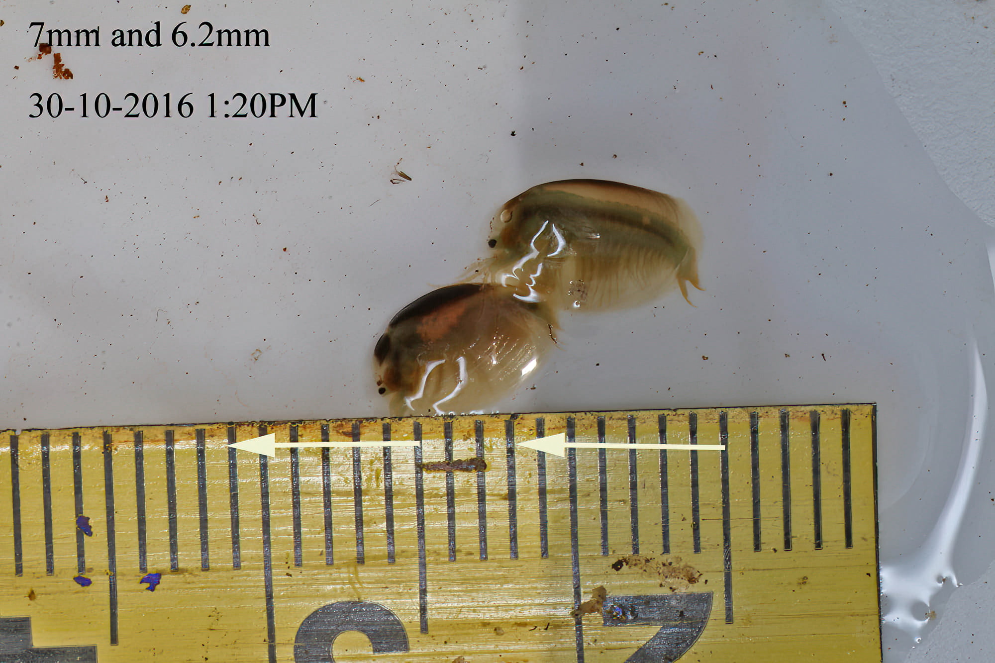 Southern Downs Clam Shrimps – Ausemade