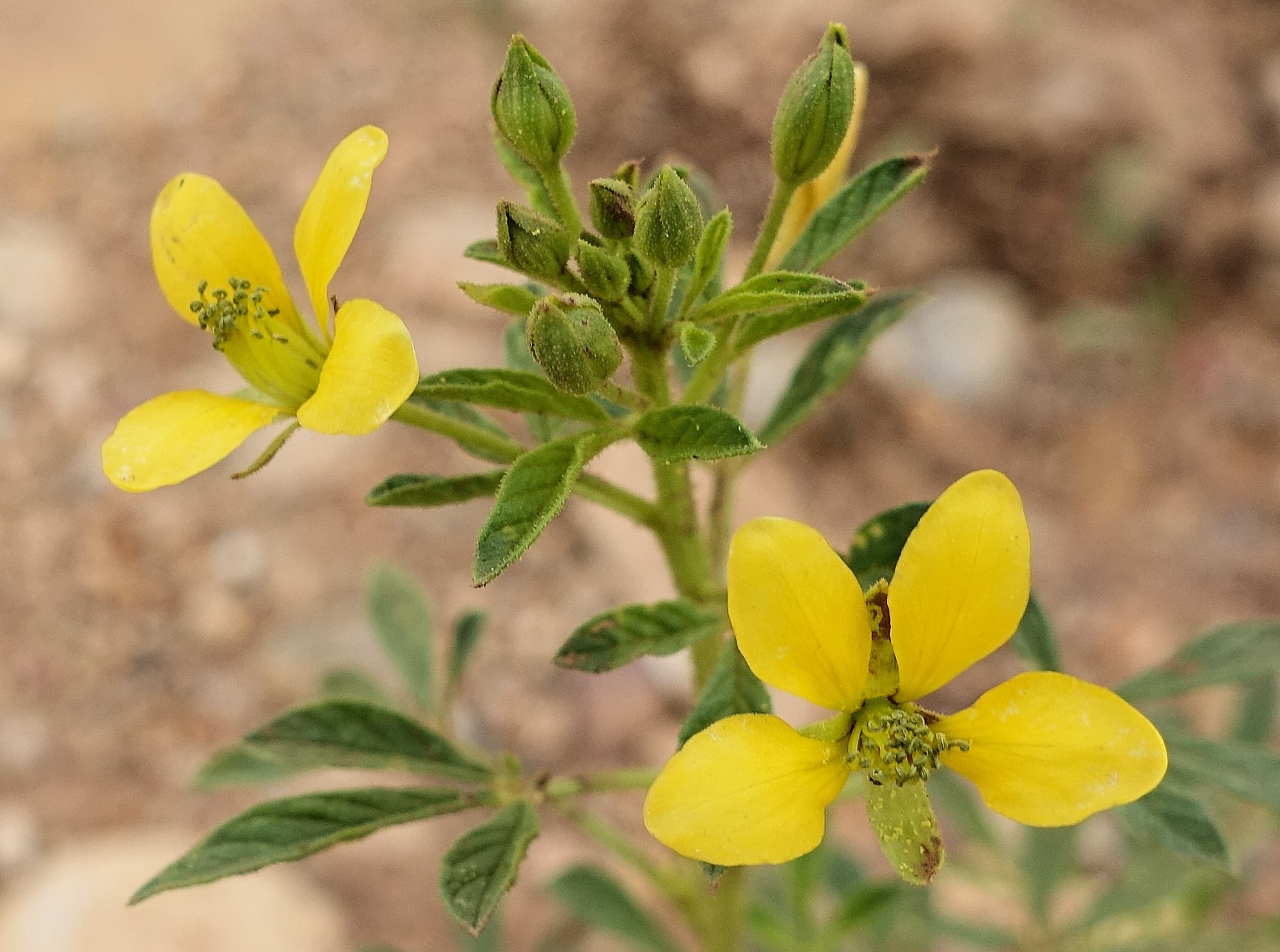Cleome viscosa – Ausemade