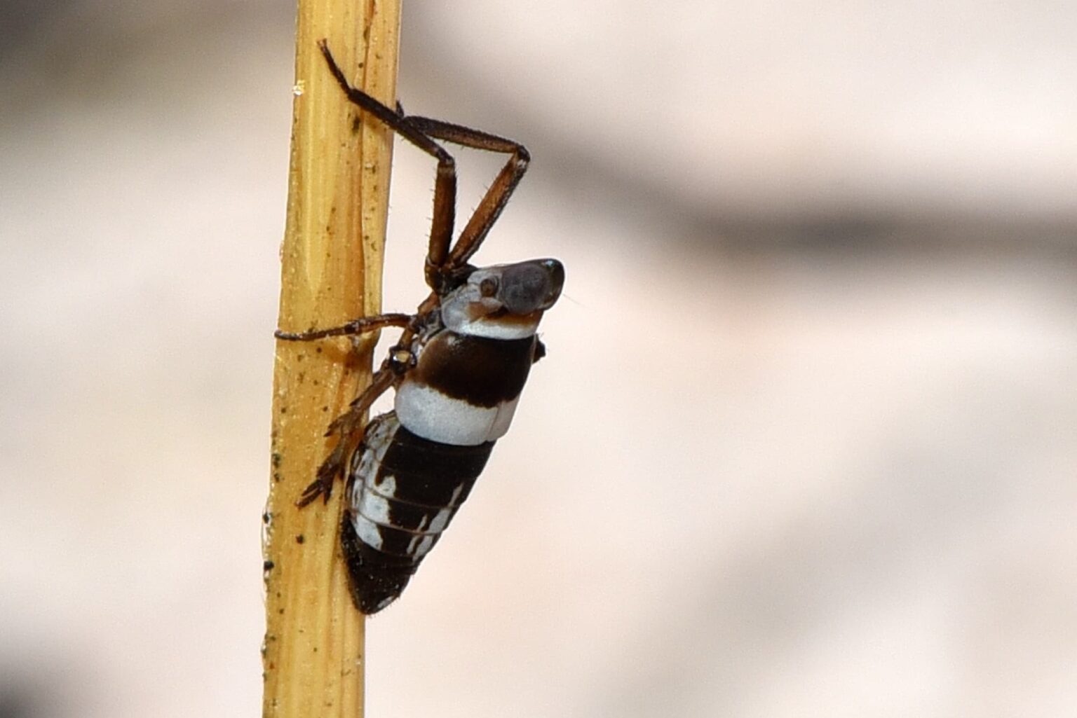 Planthoppers Index – Ausemade