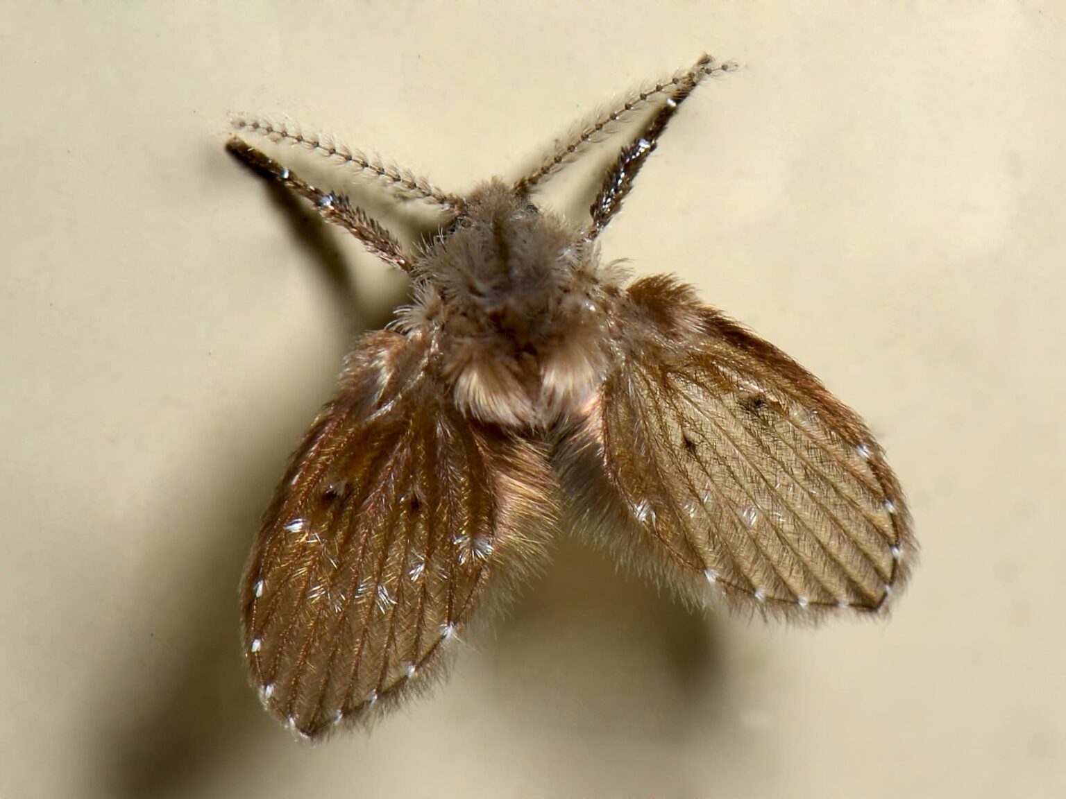 Clogmia (Moth Fly) – Ausemade