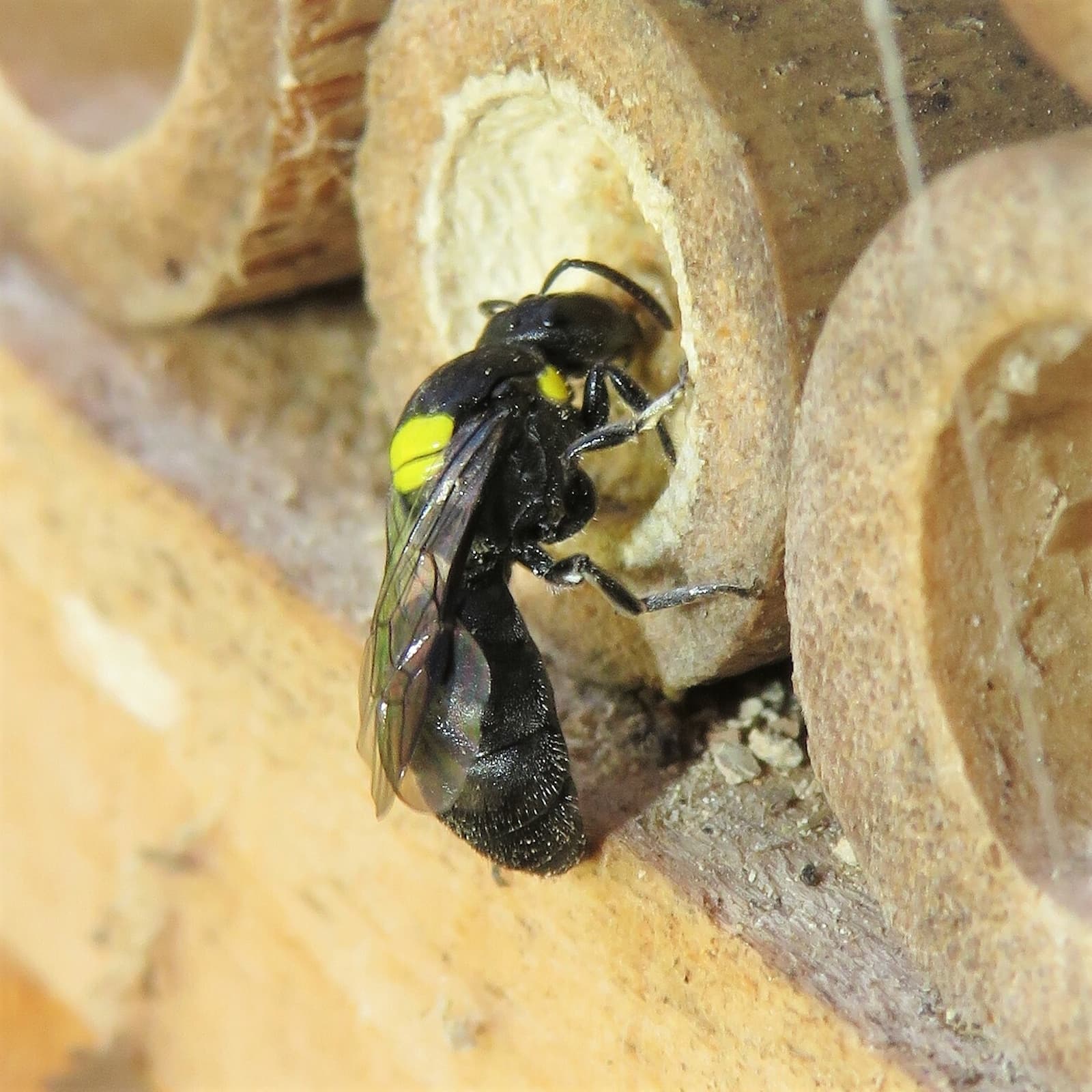 Cloudy Masked Bee (Hylaeus nubilosus) – Ausemade