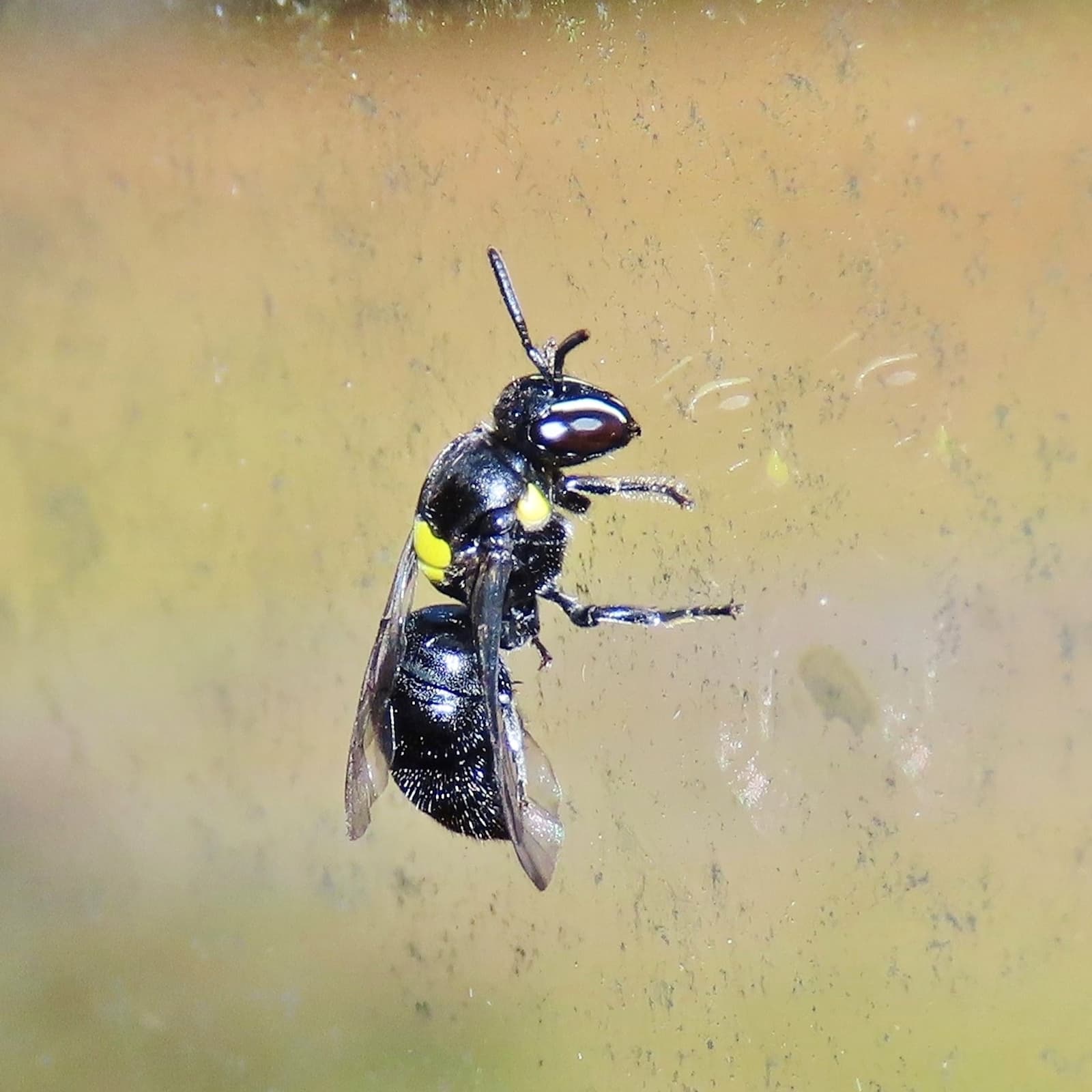 Cloudy Masked Bee (Hylaeus nubilosus) – Ausemade