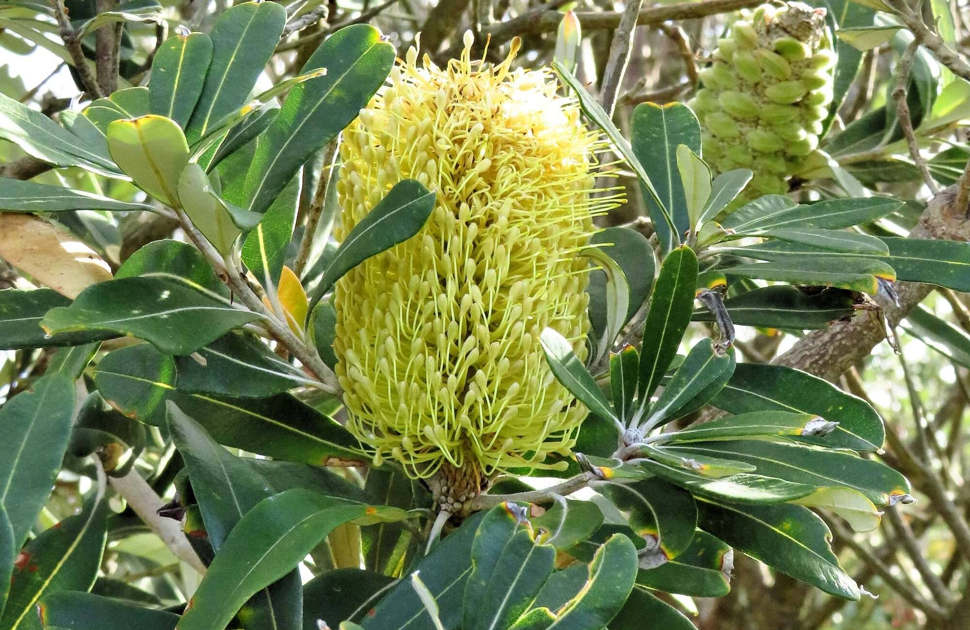Banksia integrifolia ssp. integrifolia – Ausemade
