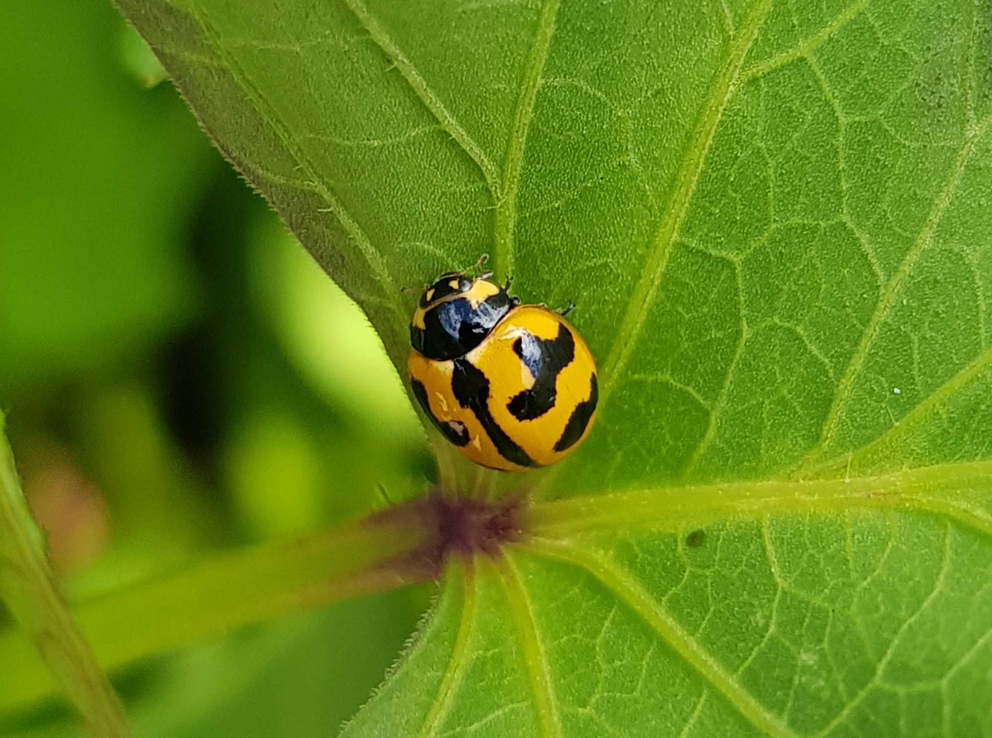 Coccinella transversalis (Transverse Ladybird) – Ausemade