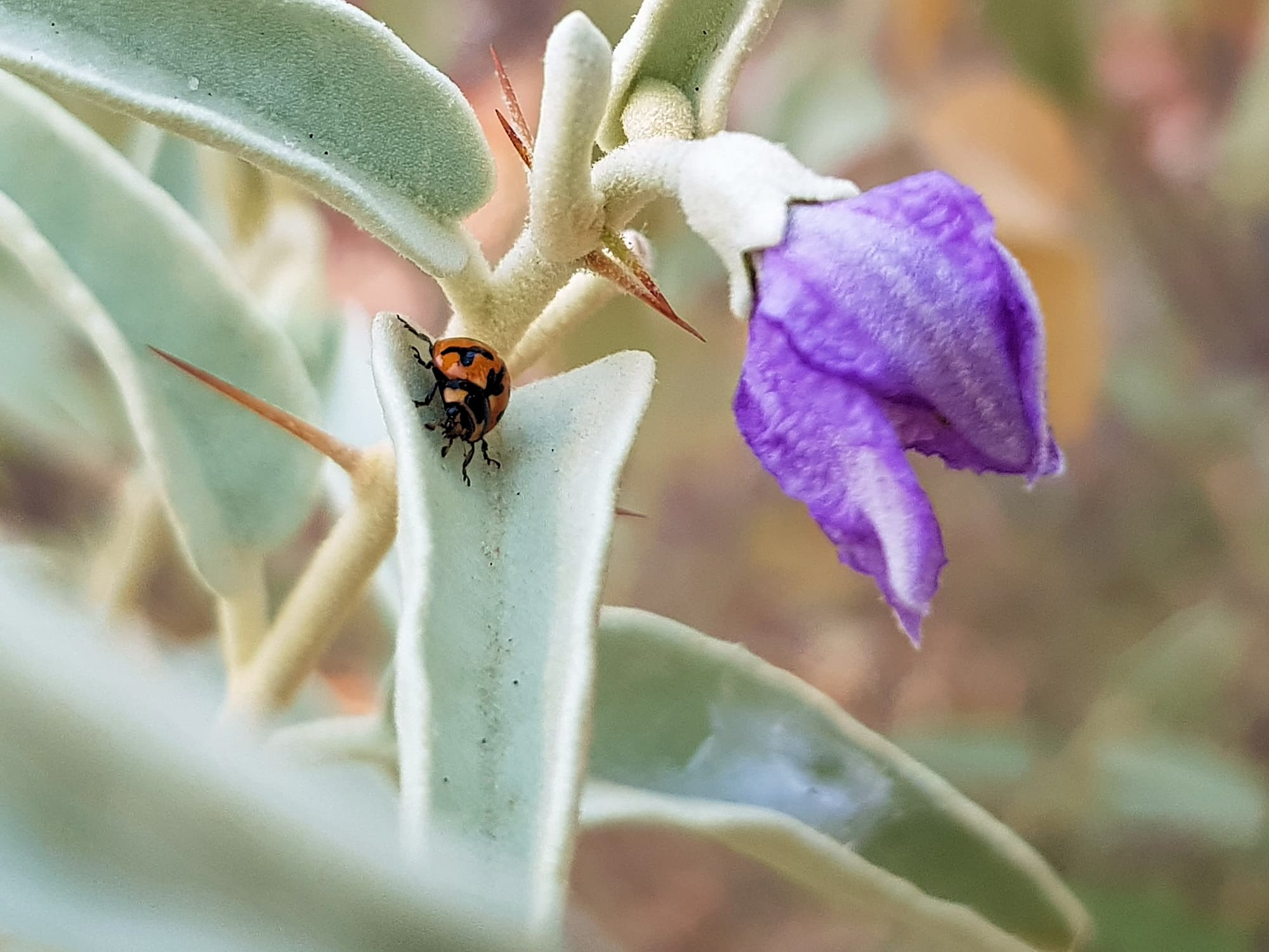 Transverse Ladybird – Ausemade