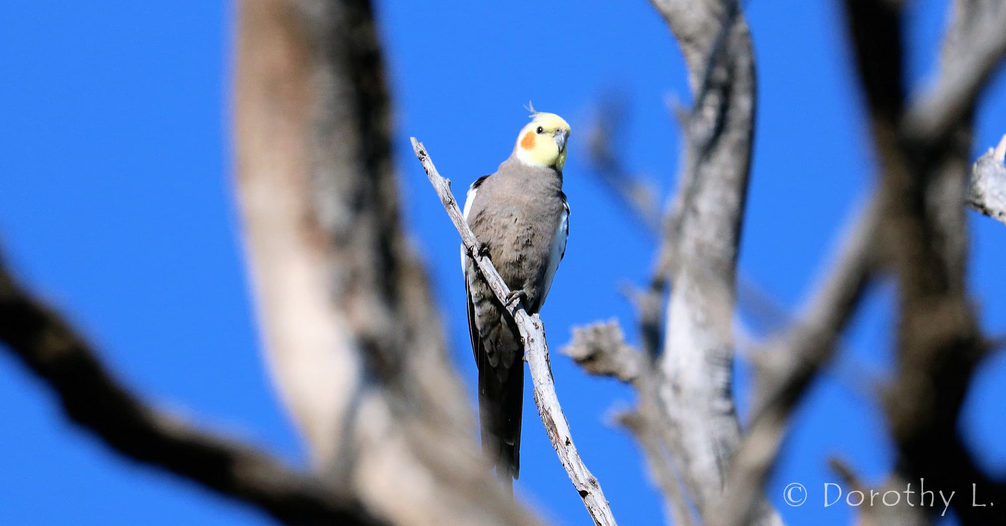 Cockatiels – resting & roosting – Ausemade