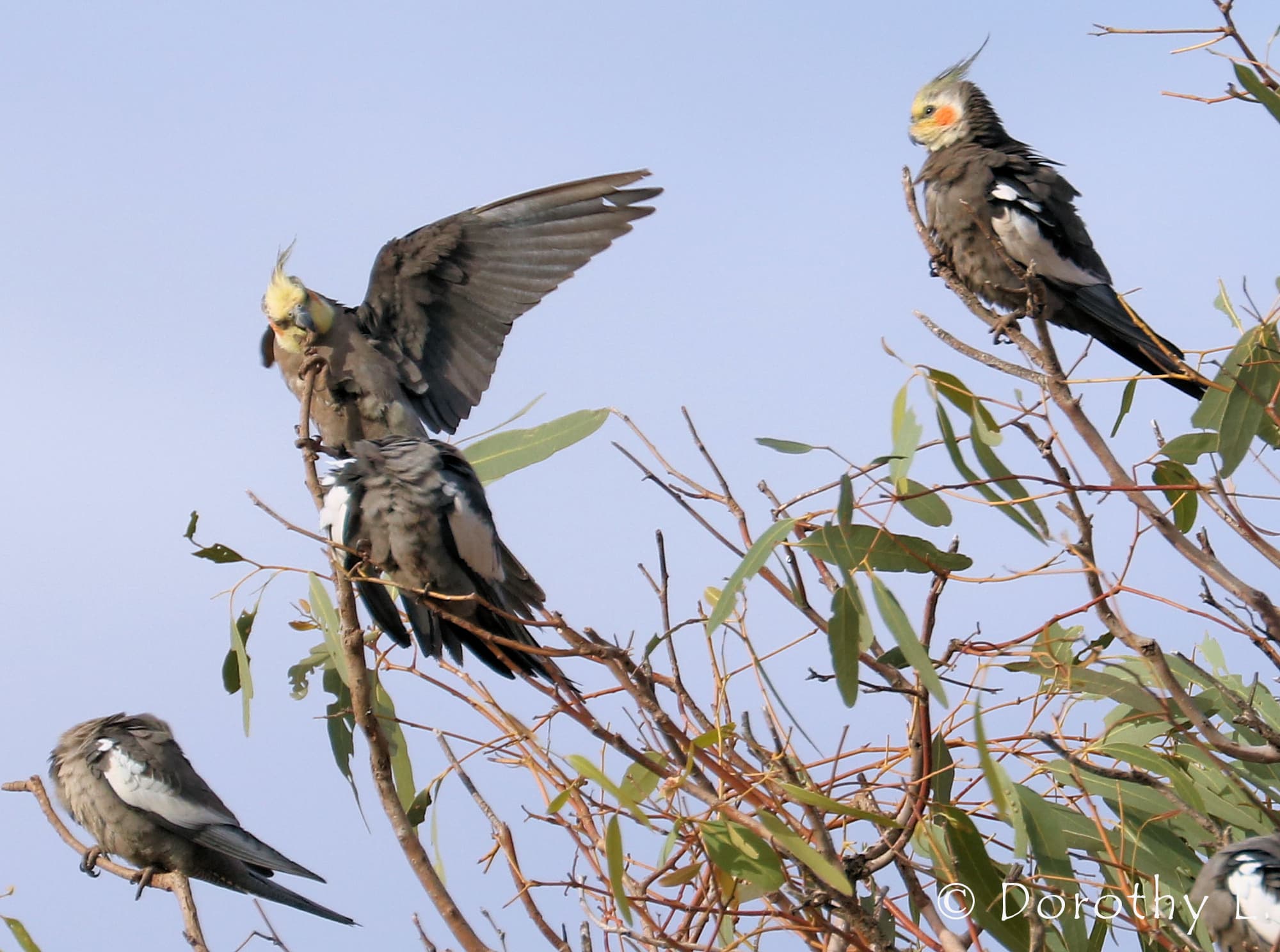Cockatiels – resting & roosting – Ausemade