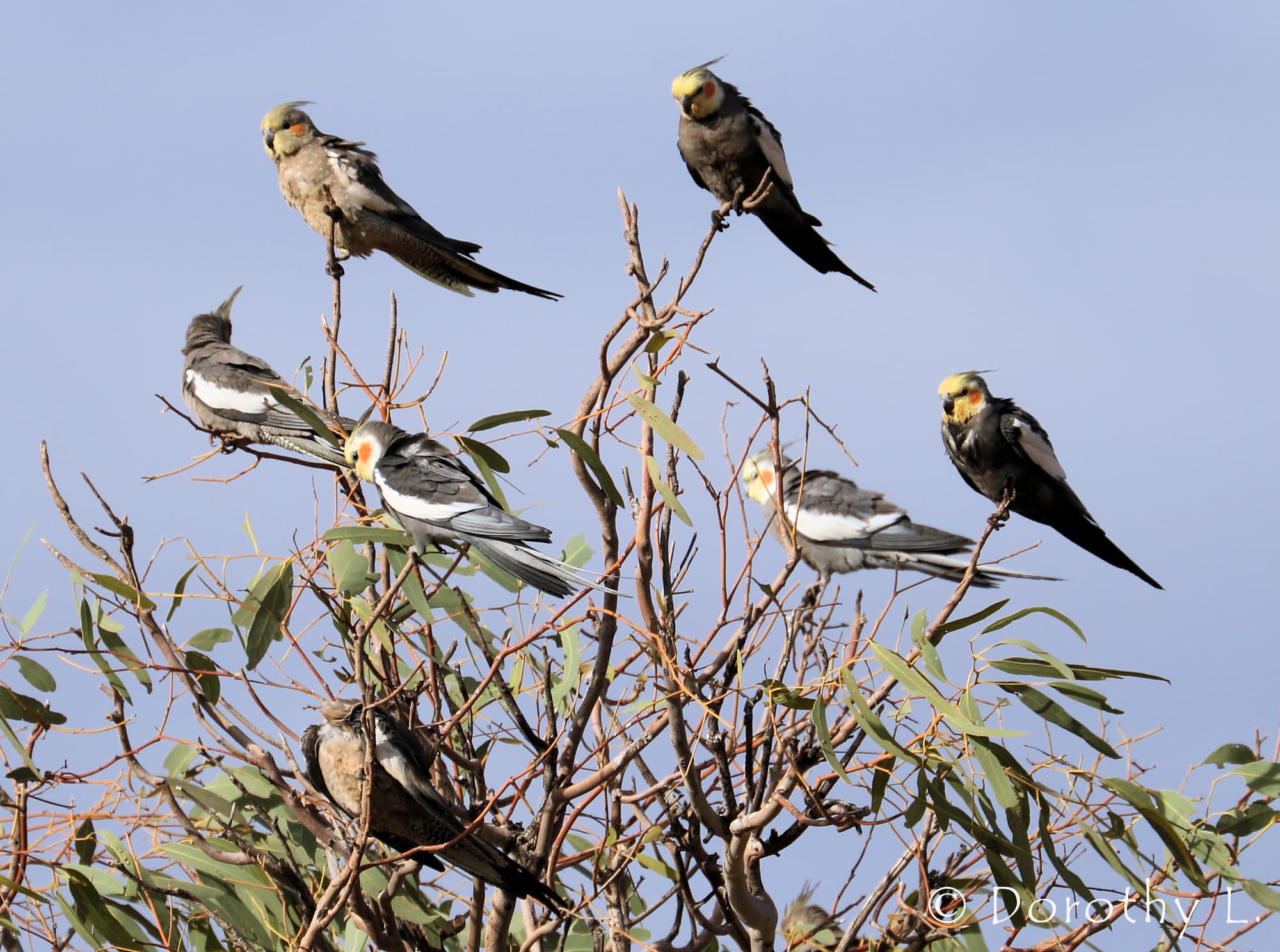Cockatiels – resting & roosting – Ausemade