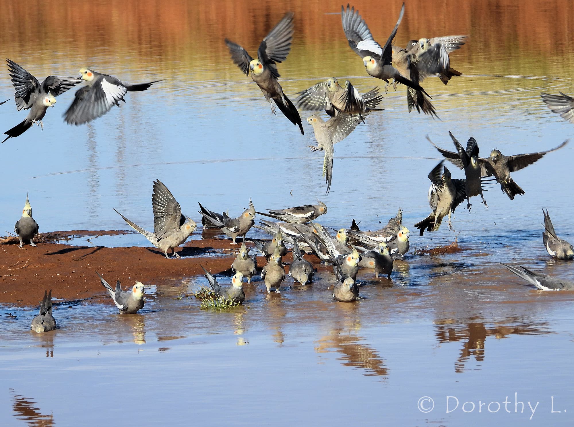 Kunoth Bore – Ausemade