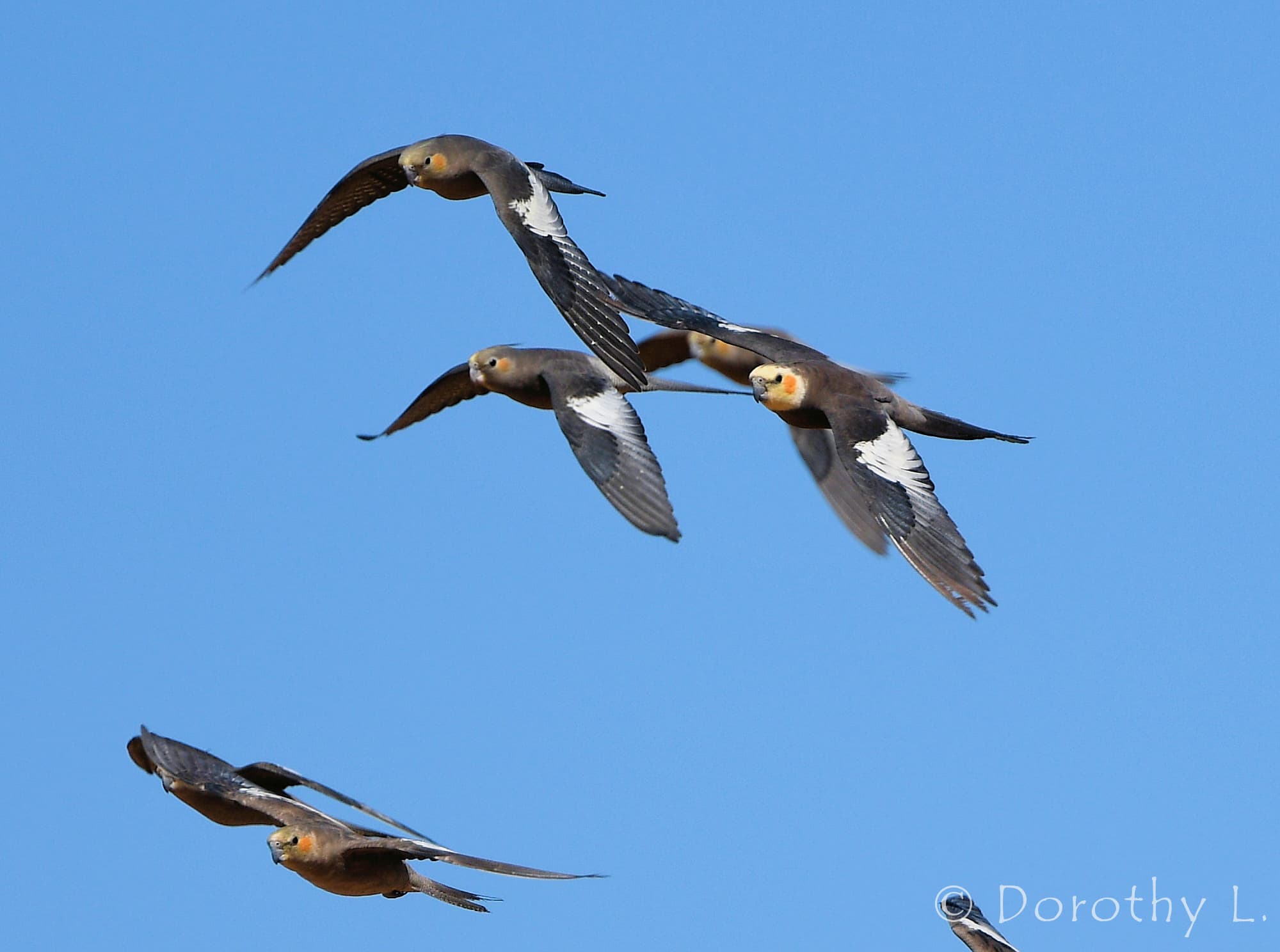 Cockatiels – flight – Ausemade