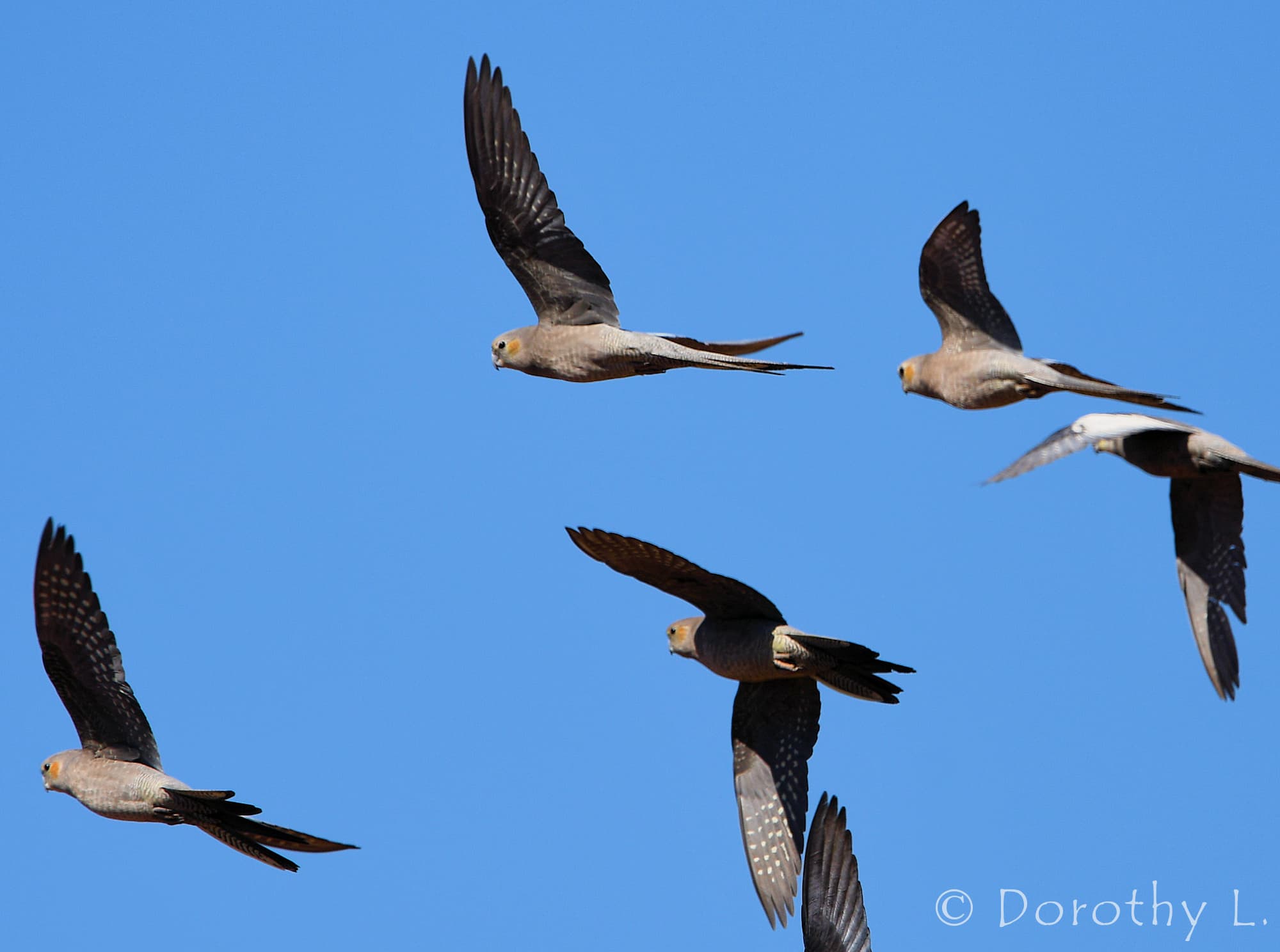 Cockatiels – flight – Ausemade