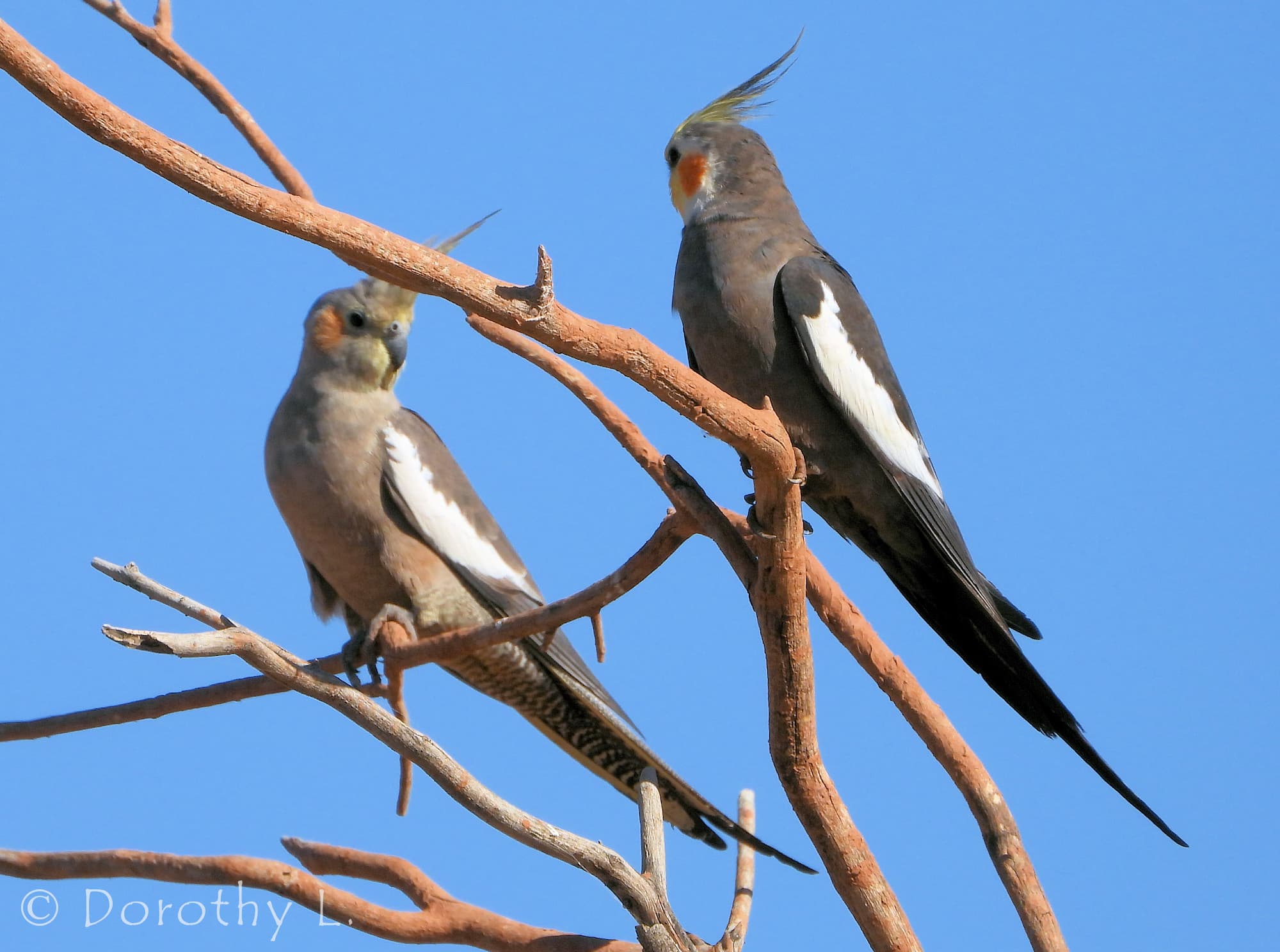 Cockatiels – resting & roosting – Ausemade